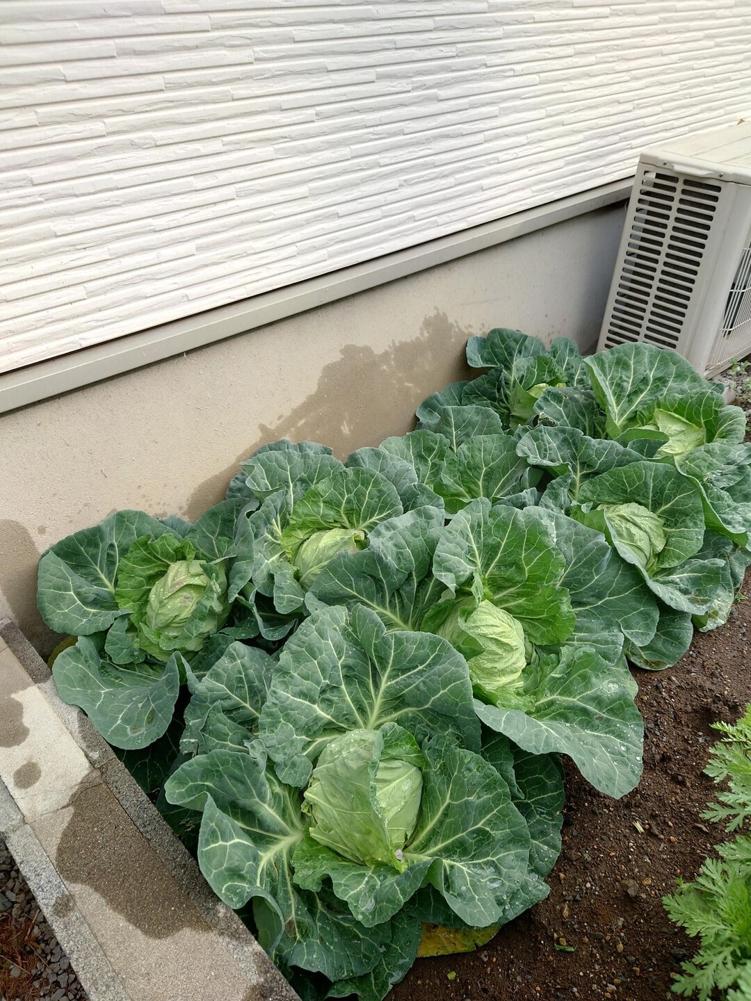 自宅家庭菜園のキャベツ。そろそろ収穫かな... / かずさんのモーメント | YAMAP / ヤマップ