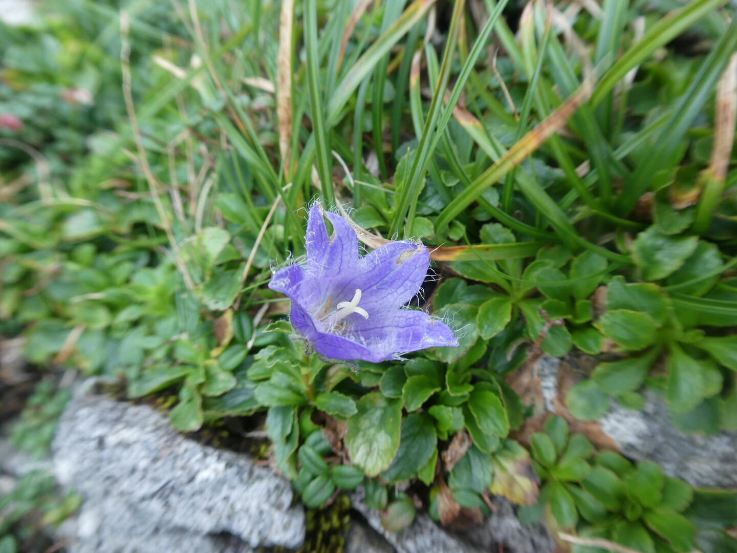 徳舜瞥山、晩夏の花！ / noriGさんの徳舜瞥山・ホロホロ山の活動データ | YAMAP / ヤマップ