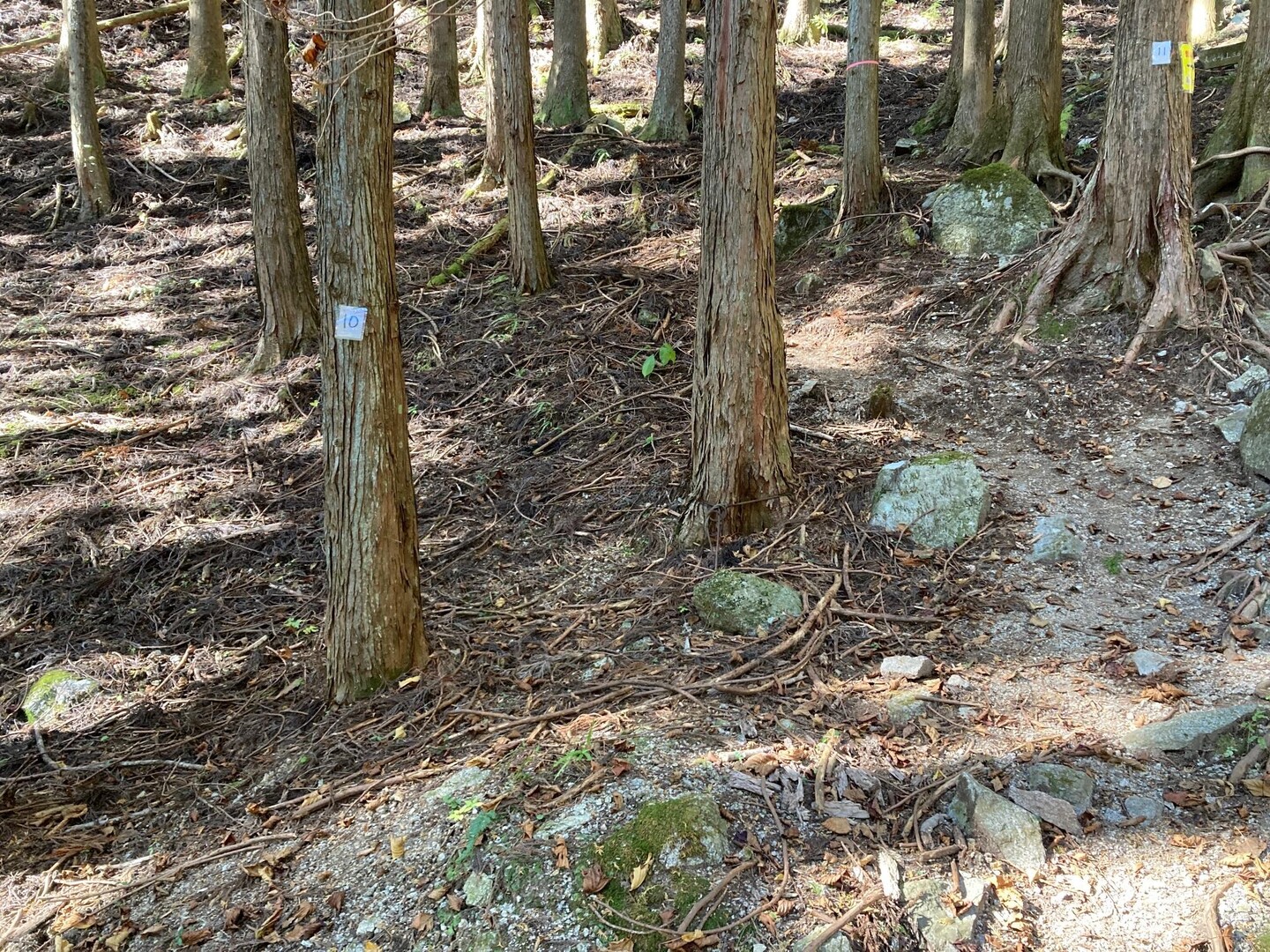 smashaceさんの投稿したフィールドメモ | YAMAP / ヤマップ