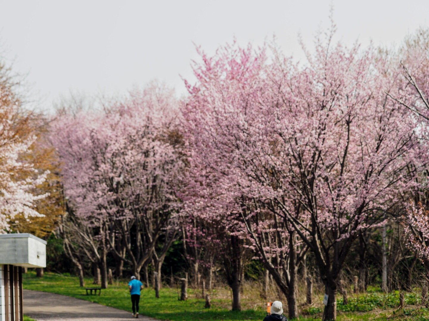 ようやくお花見の季節になりましたね～ 仕... / doaraさんのモーメント | YAMAP / ヤマップ