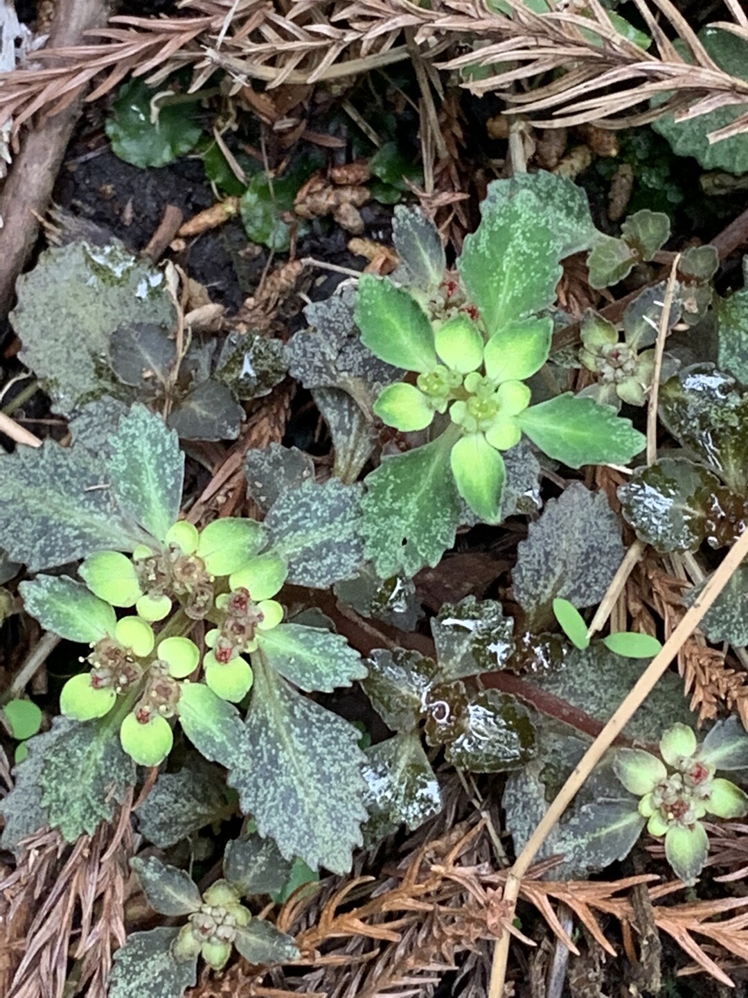 リベンジ完了 終わる前にイワボタンを探... / Atto-Rieさんのモーメント | YAMAP / ヤマップ