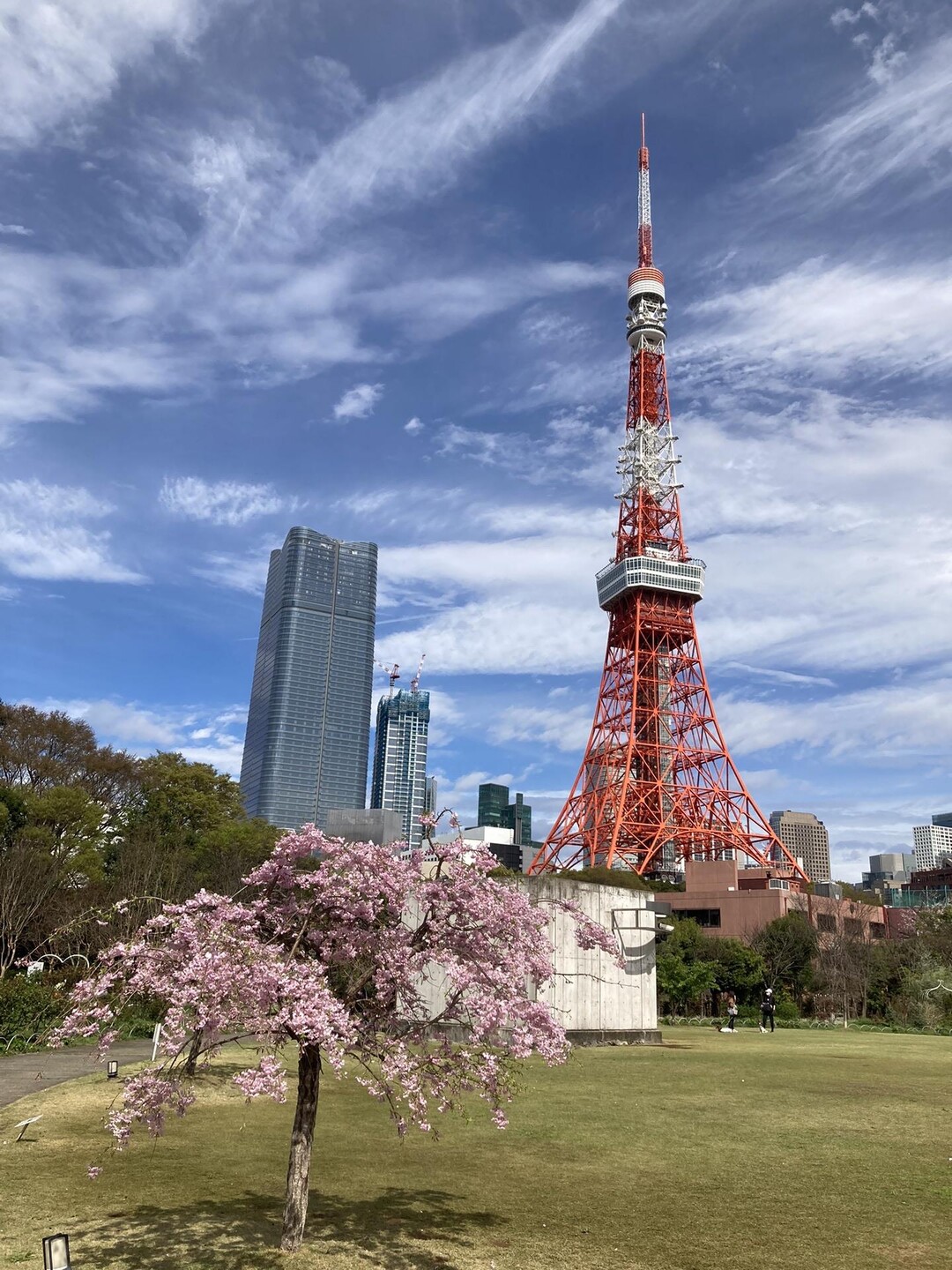 芝でお花見散歩 / uさんのモーメント | YAMAP / ヤマップ