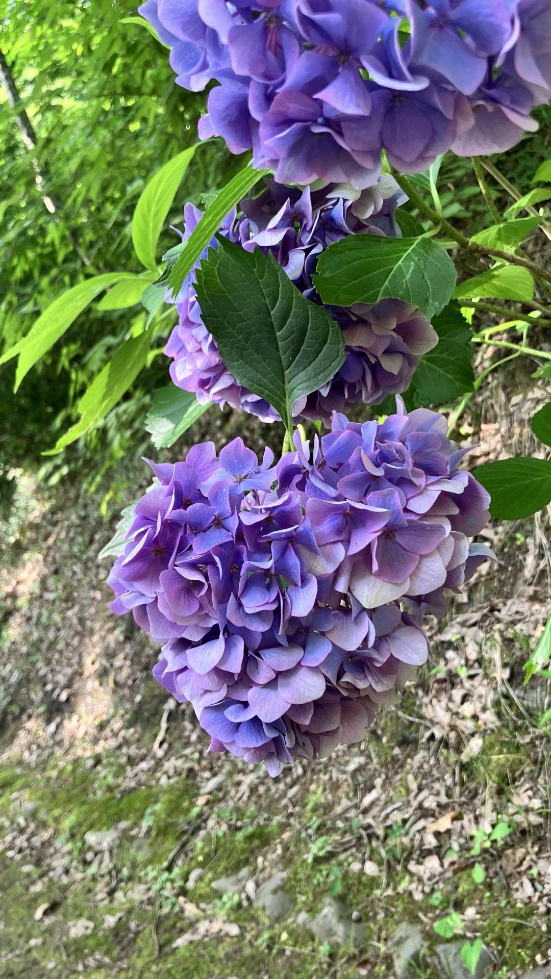 足羽山 ミヤマウズラがスタンバイズラ / pongoさんの足羽山・八幡山・兎越山の活動データ | YAMAP / ヤマップ