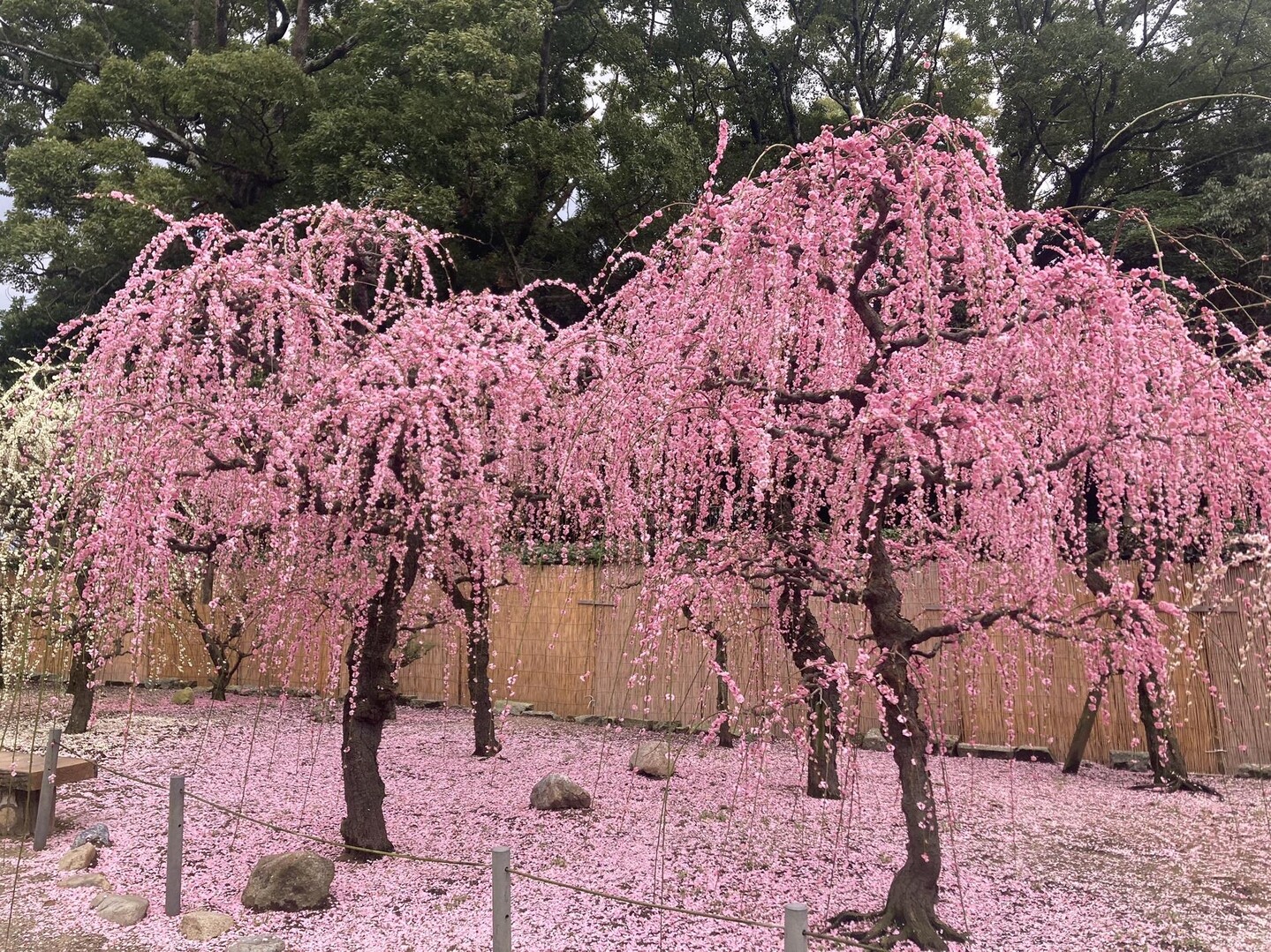 やっぱり綺麗😍な結城神社⛩️の枝垂れ梅... / kaz330さんのモーメント | YAMAP / ヤマップ