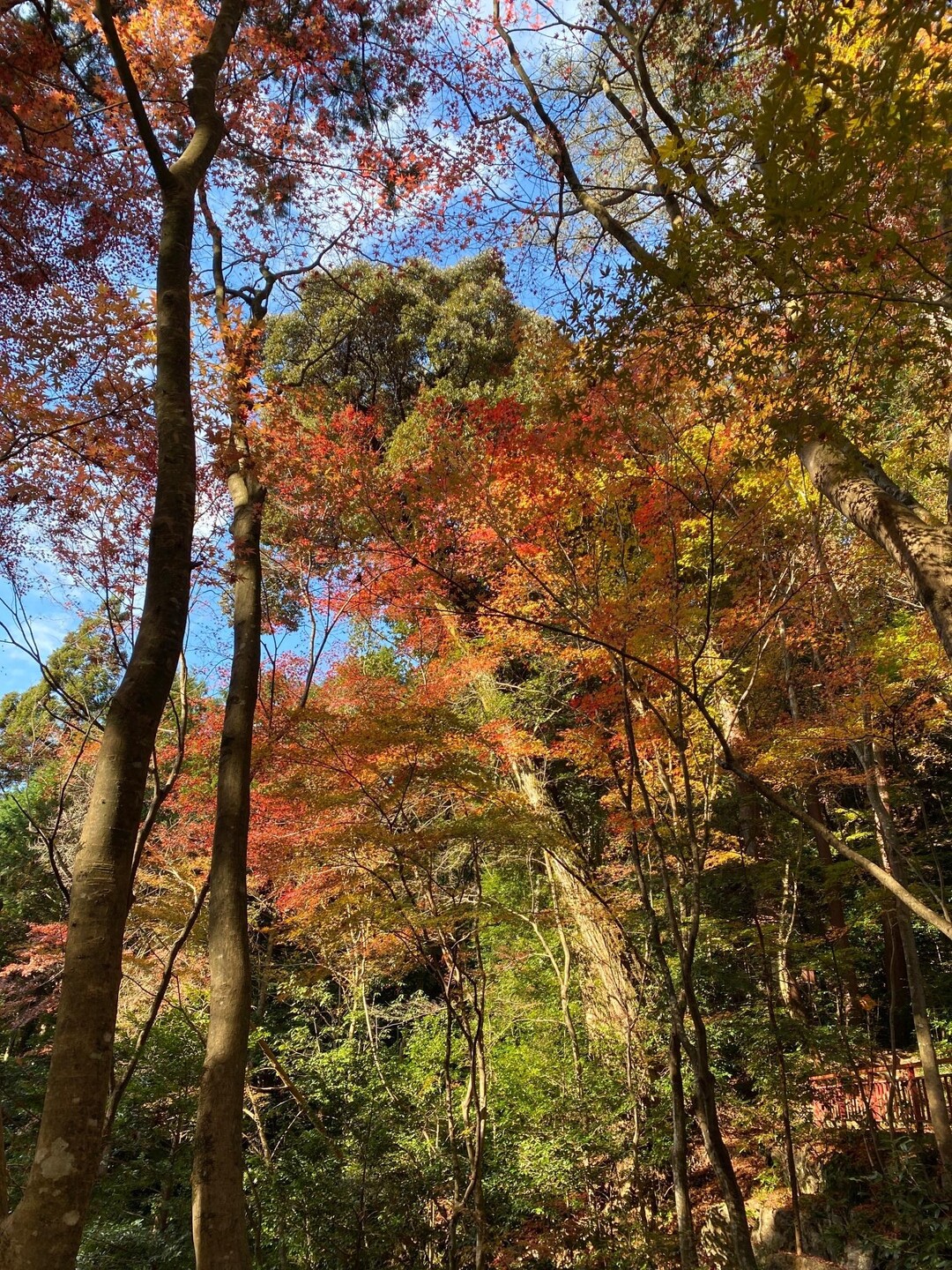 天王山 / tamakoyさんの天王山・誕生山の活動データ | YAMAP / ヤマップ