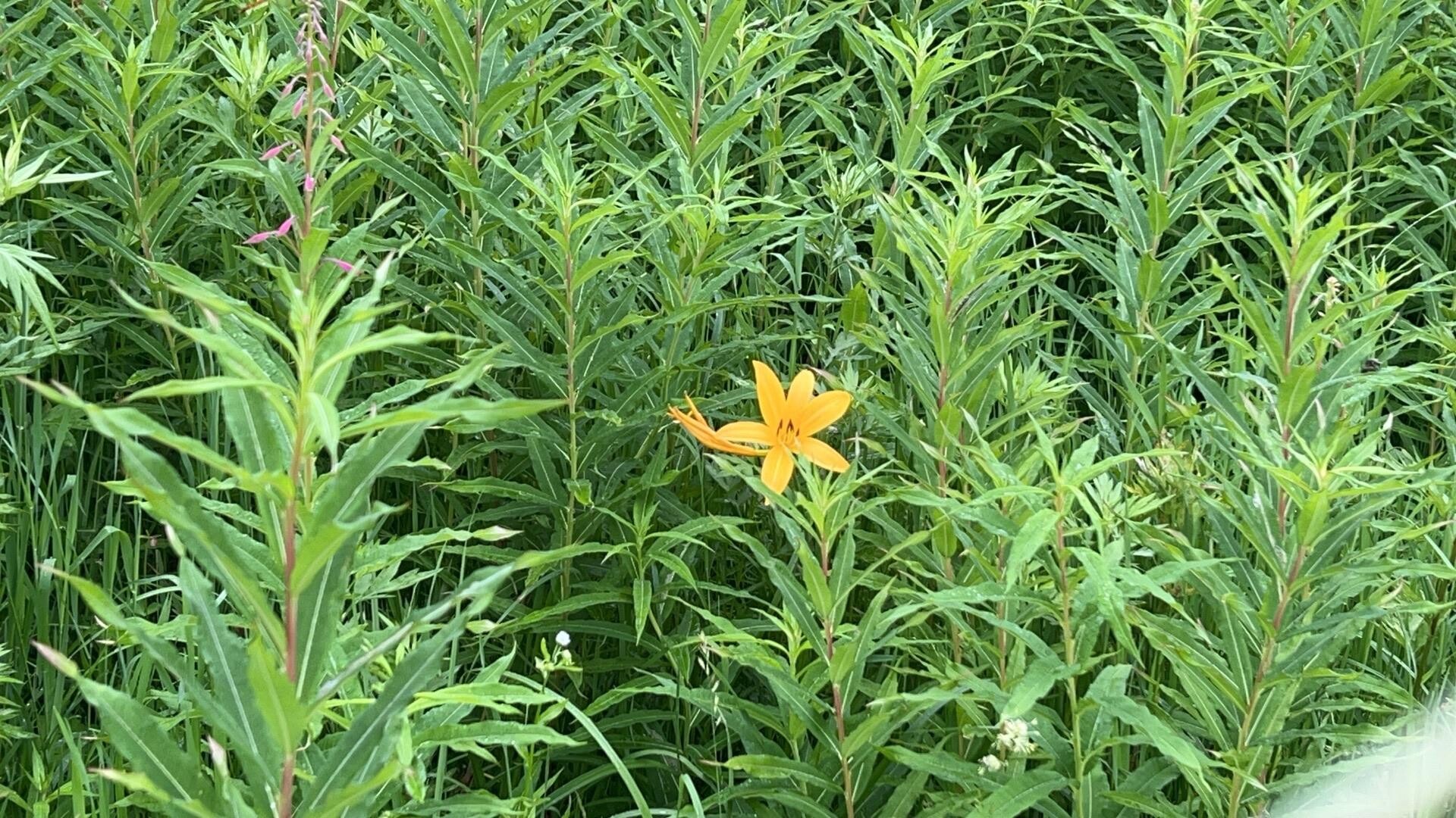 前白根山・日光白根山・五色山 / no buさんの日光白根山・五色山・錫ヶ岳の活動データ | YAMAP / ヤマップ