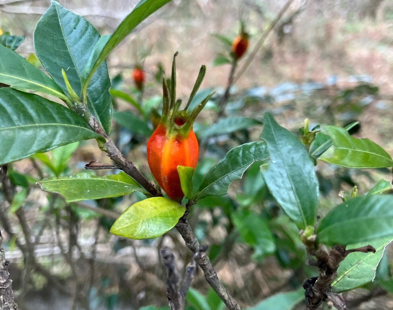 今年最後の😌満観峰 / erikoさんの焼津アルプス（高草山・満観峰・花沢山）・徳願寺山の活動データ | YAMAP / ヤマップ