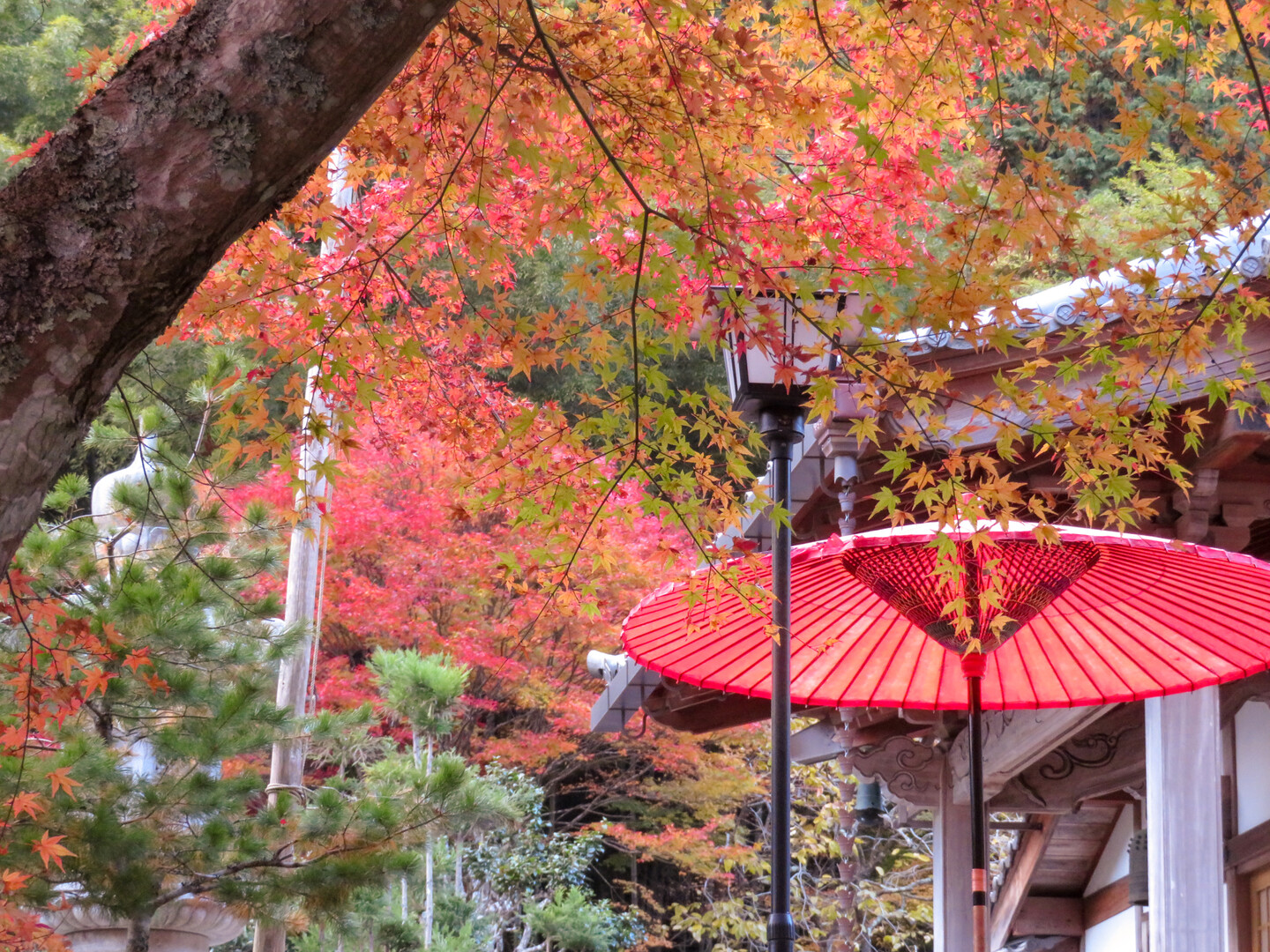 11/13 篠山市 妻と篠山の高蔵寺と大... / bin0724さんのモーメント | YAMAP / ヤマップ
