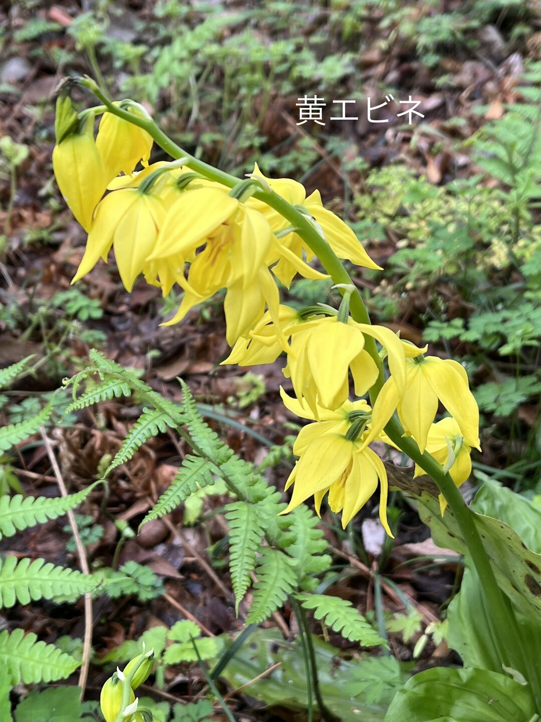 ちょっとの時間、お出かけ前に大本の植物園... / 山大好きまっちゃんさんのモーメント | YAMAP / ヤマップ