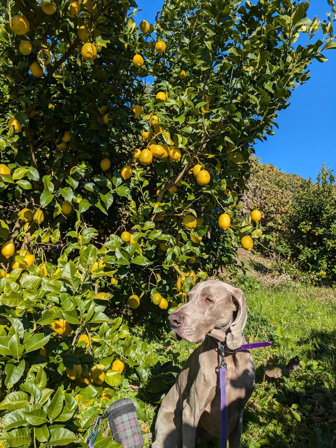 10122024 お薬待ちの散歩 / 紫苑さんの大山の活動データ | YAMAP / ヤマップ