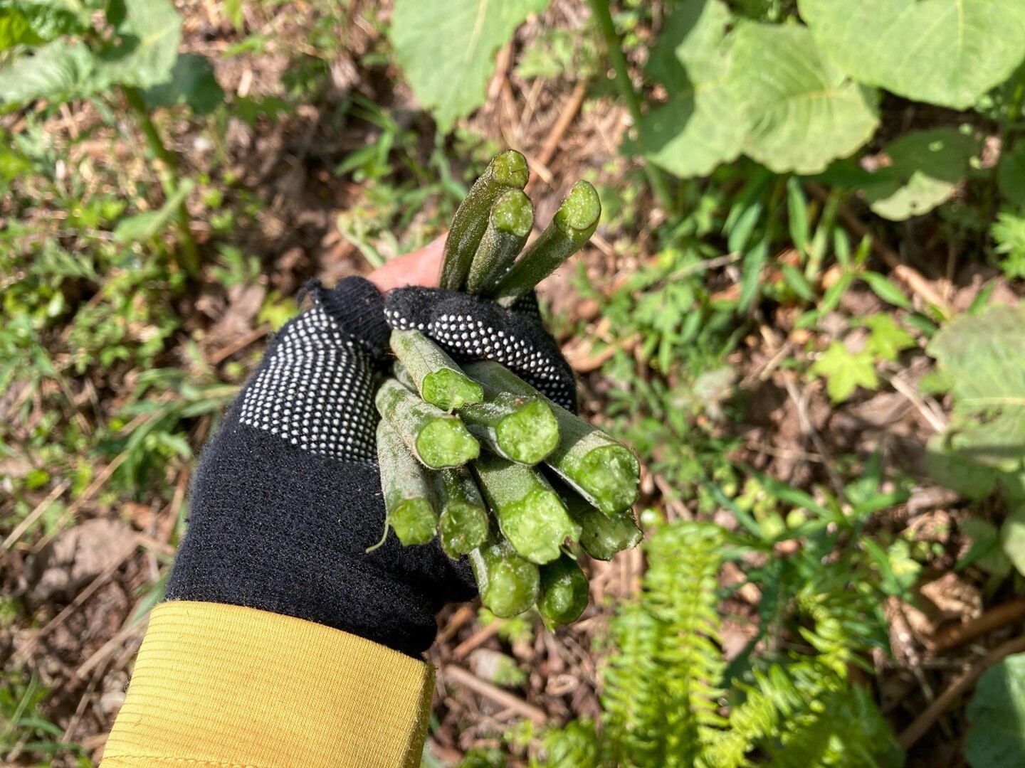 朝活藻岩山。。。ワラビの時季だ / 2525さんの藻岩山の活動データ | YAMAP / ヤマップ