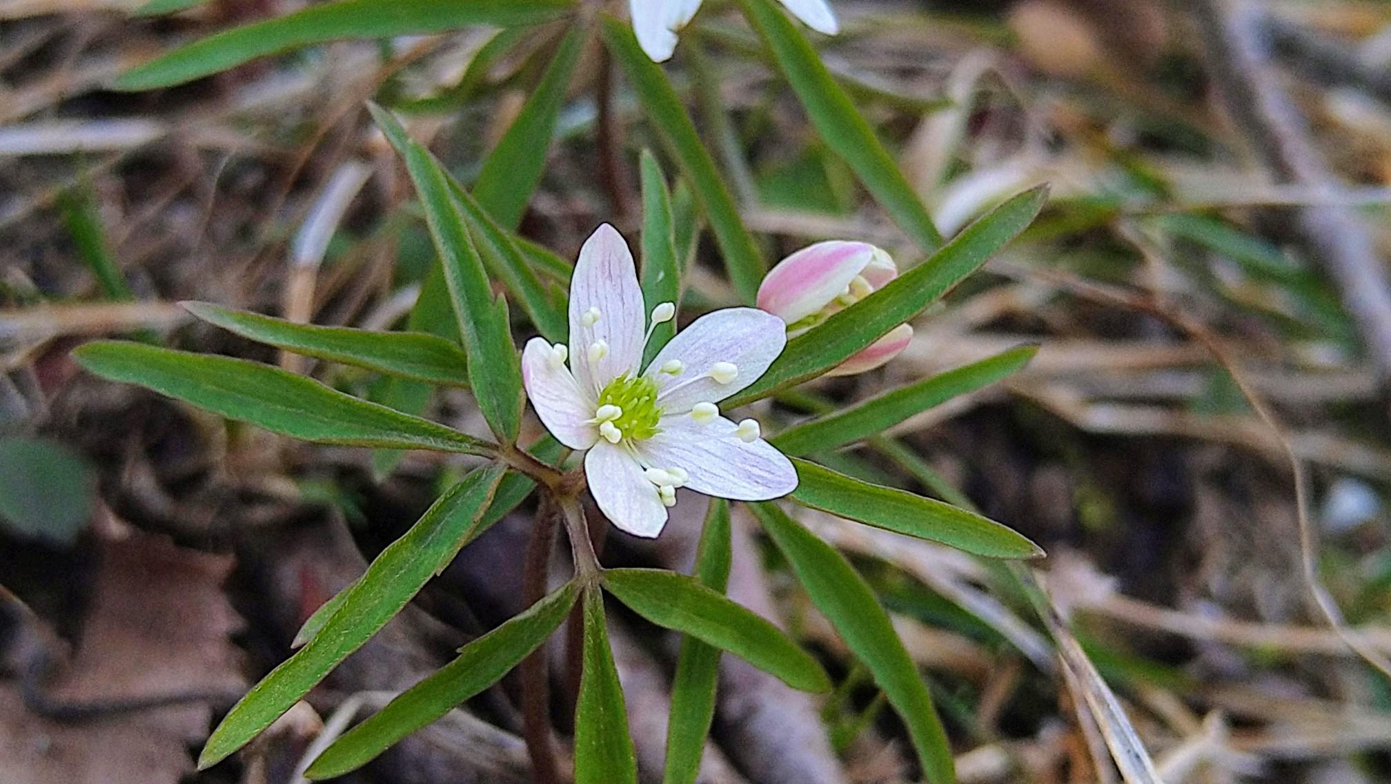 鷲別岳（室蘭岳） / cocoさんの鷲別岳（室蘭岳）・カムイヌプリの活動データ | YAMAP / ヤマップ
