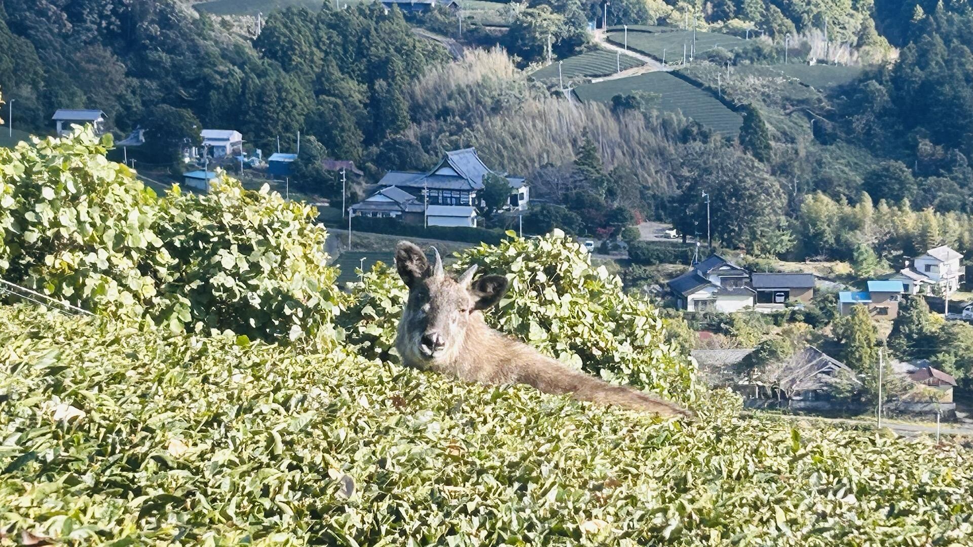 粟ヶ岳・高塚山・高尾山・岳山 / Moo&pさんの粟ヶ岳の活動日記 | YAMAP / ヤマップ