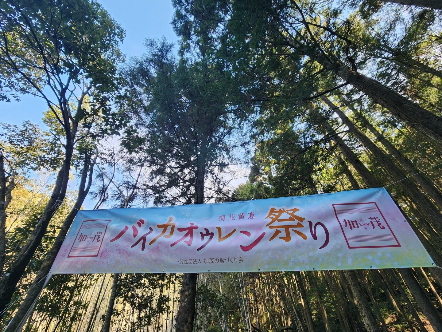 バイカオウレン祭りに行きました。見頃は先... / sawaさんのモーメント | YAMAP / ヤマップ