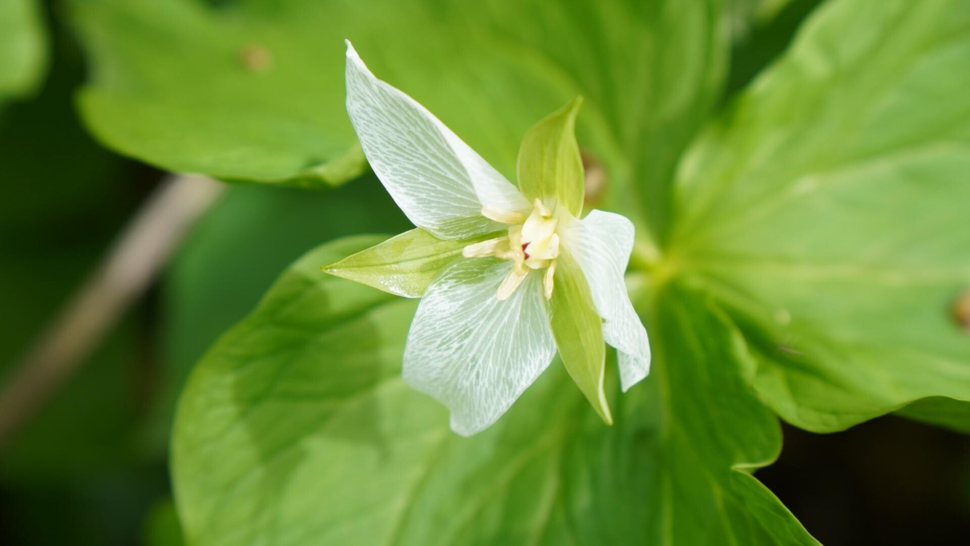 利尻島③ オタトマリ沼 / クボリン 1123226さんの利尻山（利尻富士）の活動データ | YAMAP / ヤマップ