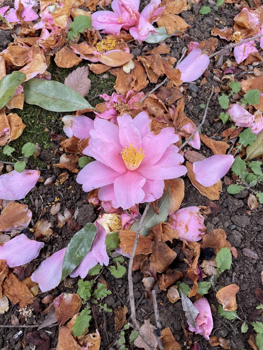 街に咲く / sayoさんの鶴見川流域ウォーキングMAP（尾根歩き編）の活動データ | YAMAP / ヤマップ