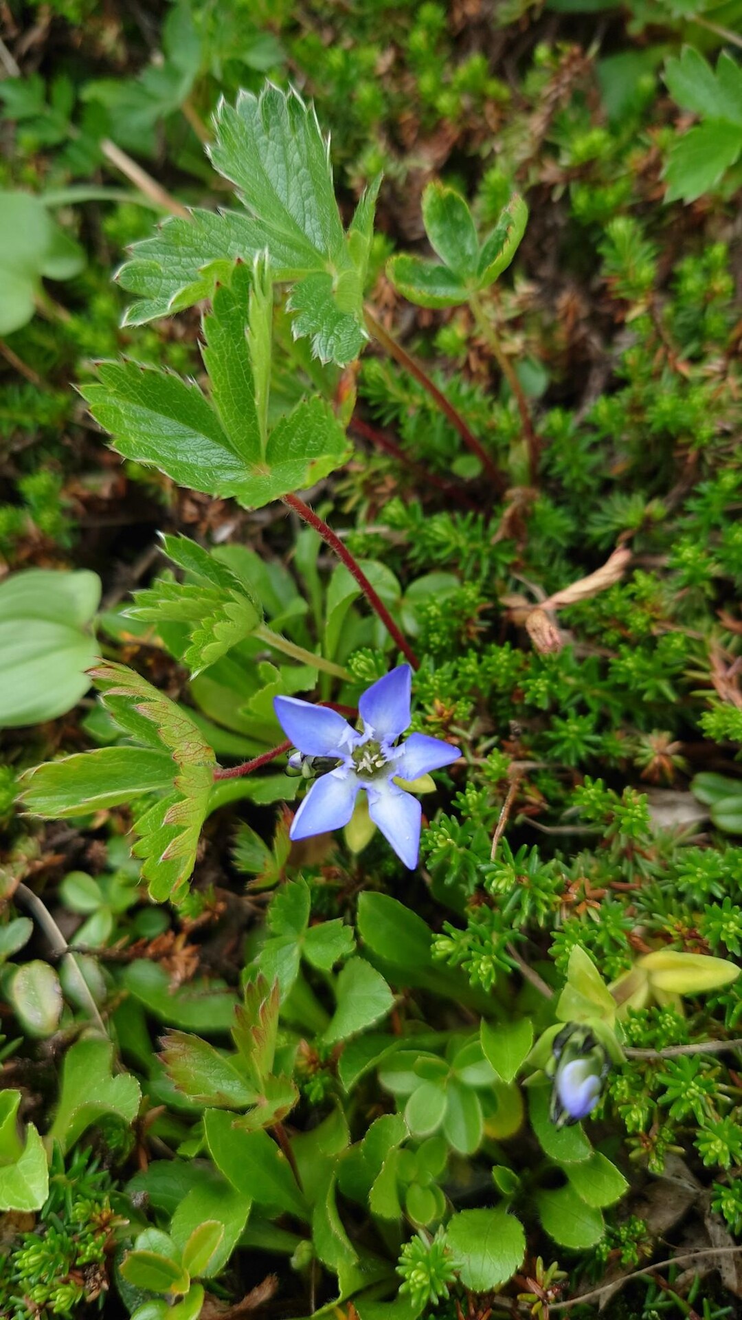 飯豊連峰 北股岳 / N.O.R.さんの朳差岳・鉾立峰・大石山の活動データ | YAMAP / ヤマップ