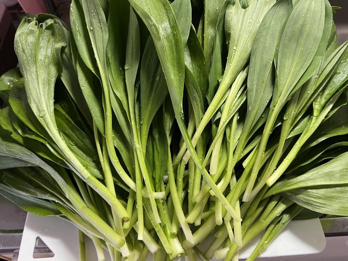 今シーズン初アイヌネギ～♪( 'ω' و... / FUM!さんのモーメント | YAMAP / ヤマップ