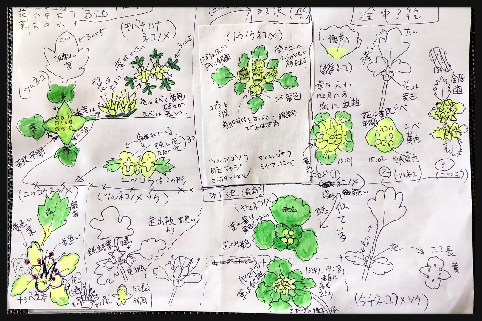 ネコノメソウの判別はたいへん。 間違いな... / zaucatsさんのモーメント | YAMAP / ヤマップ