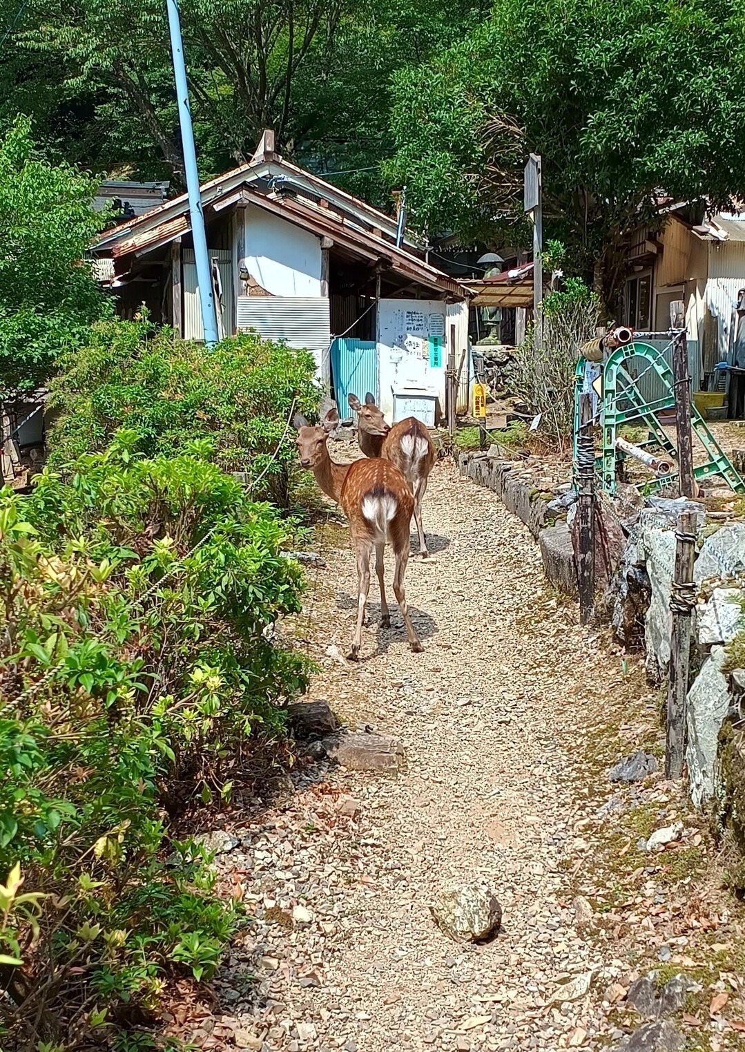 愛宕山 / まさまさ2020さんの愛宕山・三頭山・朝日峯の活動データ | YAMAP / ヤマップ