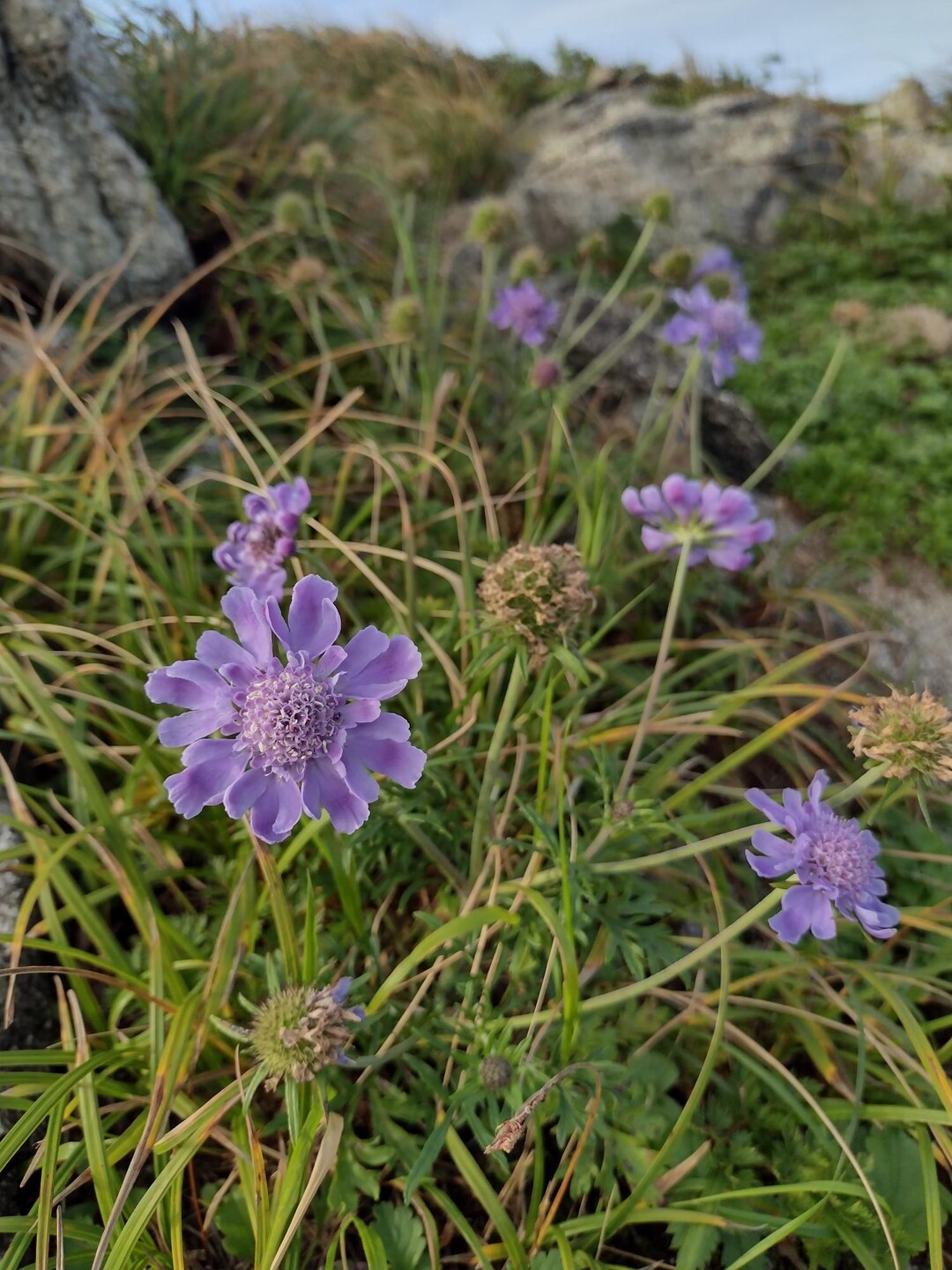 地神山・胎内山・門内岳・北股岳・梅花皮岳 / Andrewさんの飯豊山・大日岳・御西岳の活動日記 | YAMAP / ヤマップ