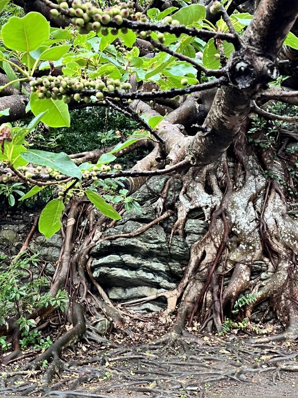 nanamiのページ | YAMAP / ヤマップ