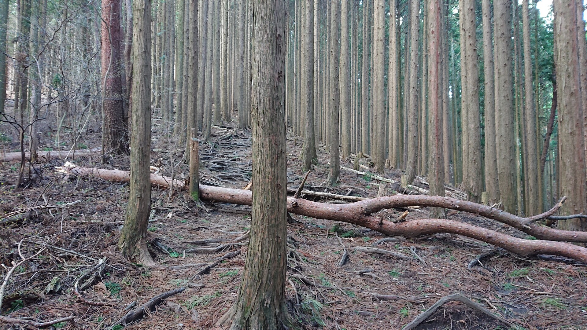 Minoruさんの投稿したフィールドメモ | YAMAP / ヤマップ