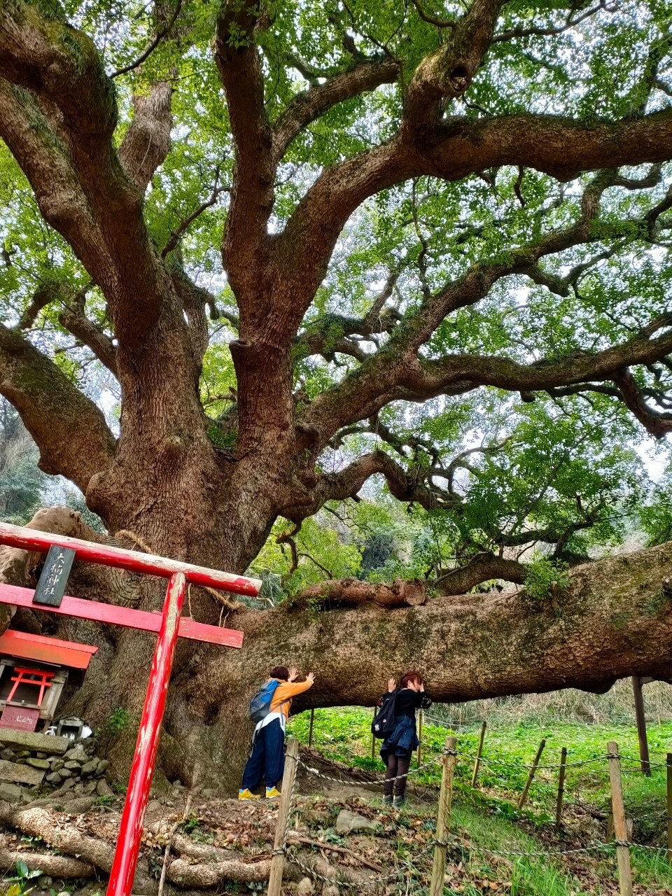あんにょん spring day / よねさんのモーメント | YAMAP / ヤマップ