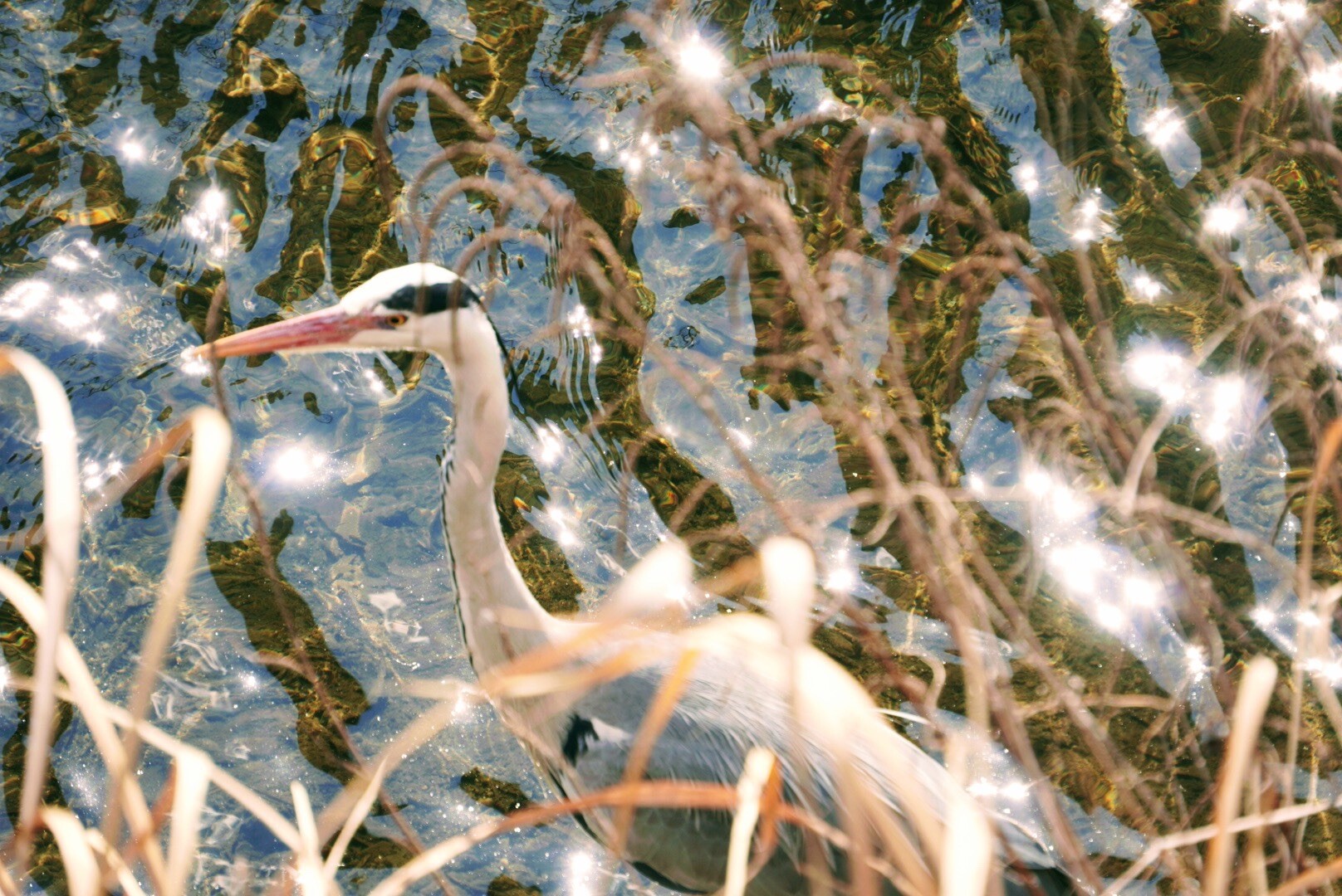 今日のお散歩フォト / YUTAさんのモーメント | YAMAP / ヤマップ