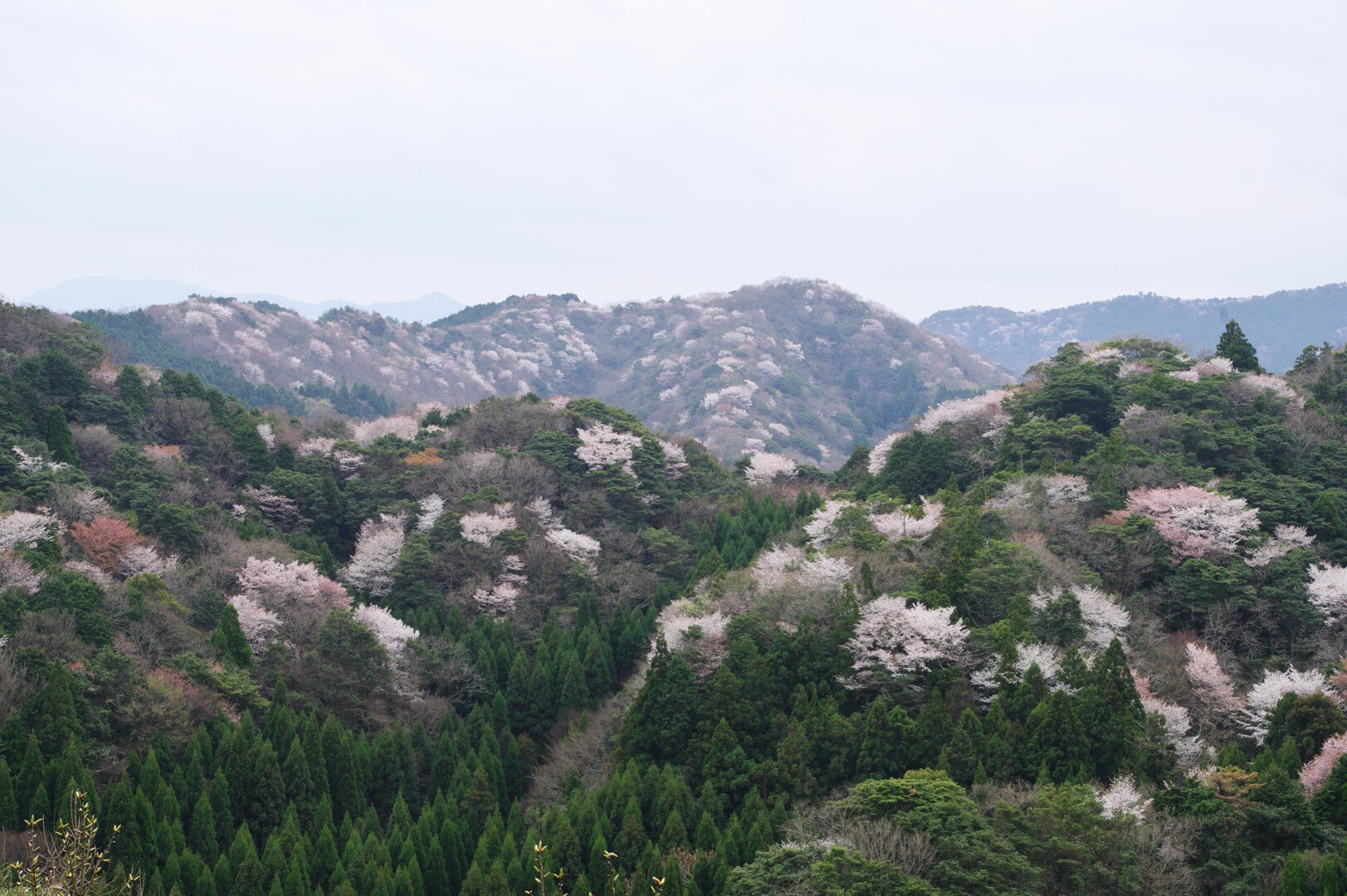 宇佐山郷の山桜Part 2～石山山腹展望所・三角点 尾竹 / 山バッカさんの和尚山・鷹取山の活動データ | YAMAP / ヤマップ
