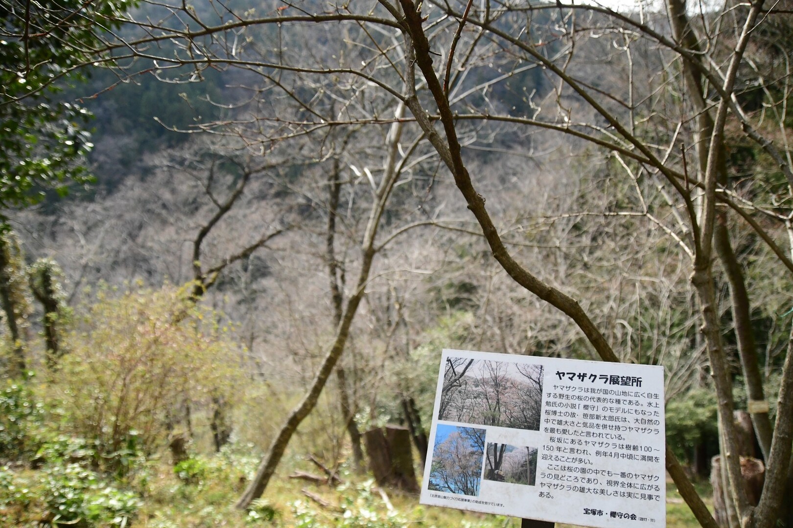 土曜日に武田尾の廃線跡に行きましたが、桜... / you1 さんのモーメント | YAMAP / ヤマップ