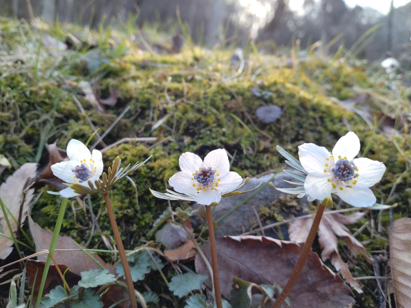 仕事の合間に節分草園ドライブ🚗デート ... / 🌸Springthunders⚡さんのモーメント | YAMAP / ヤマップ