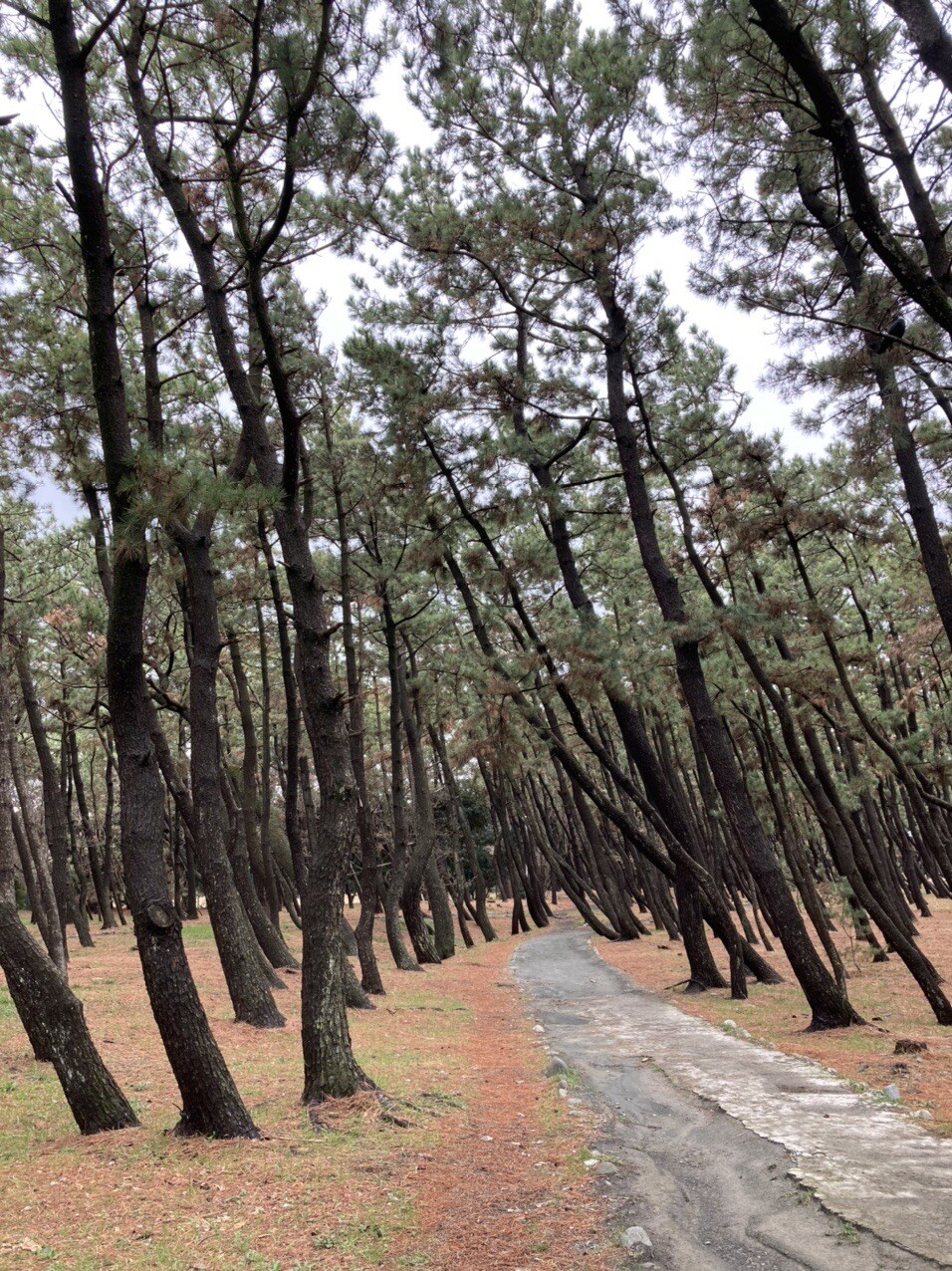 2度目の旧東海道-9日目 / Aokatiさんのウォーキングの活動日記 | YAMAP / ヤマップ