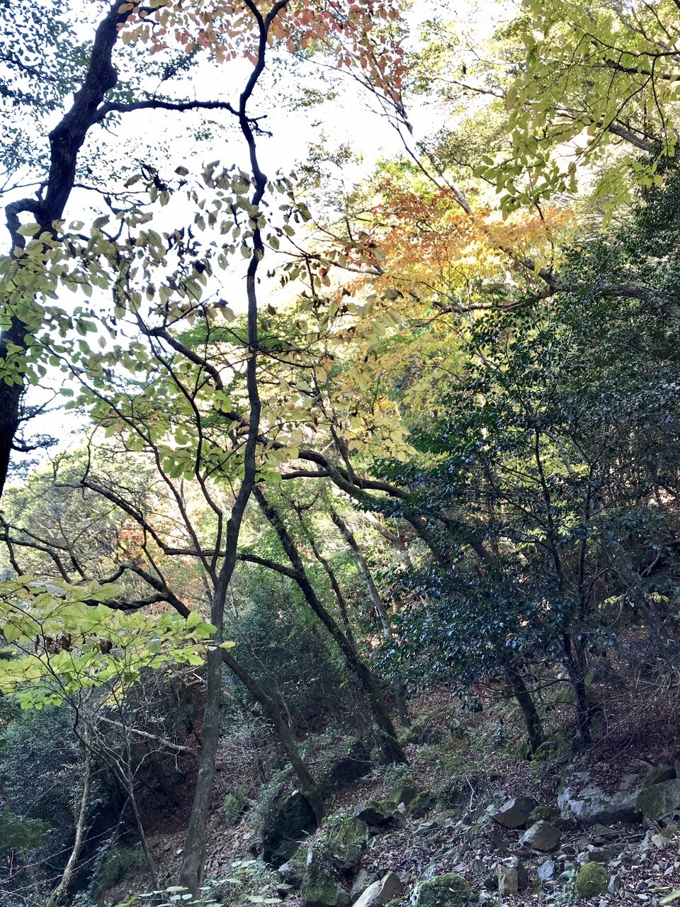 ハーハーヒーヒー言いながら 登っておりま... / kentakaさんのモーメント | YAMAP / ヤマップ