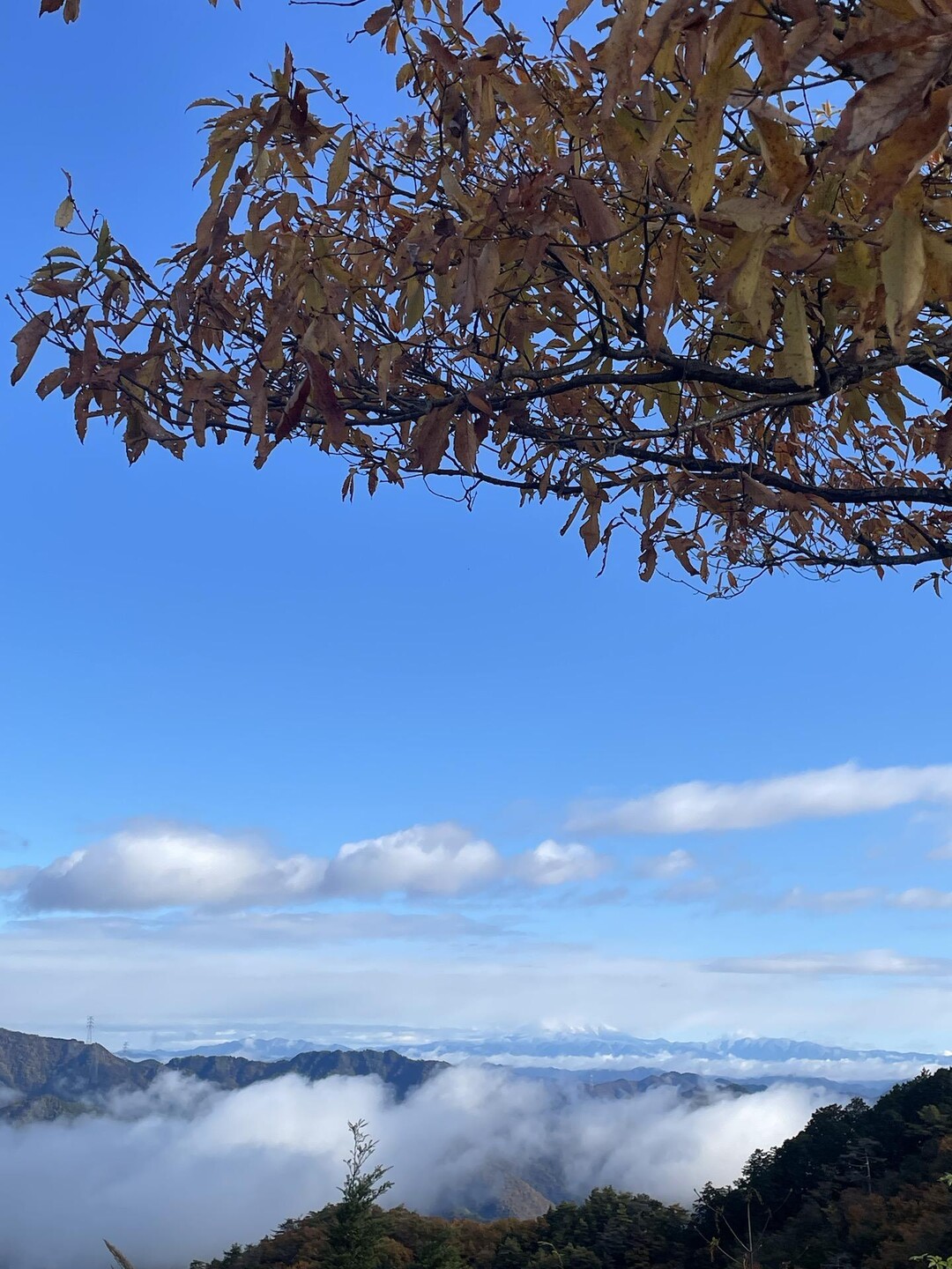 天王山and大矢田神社🍁 / ☆sola☆さんの天王山・誕生山の活動データ | YAMAP / ヤマップ