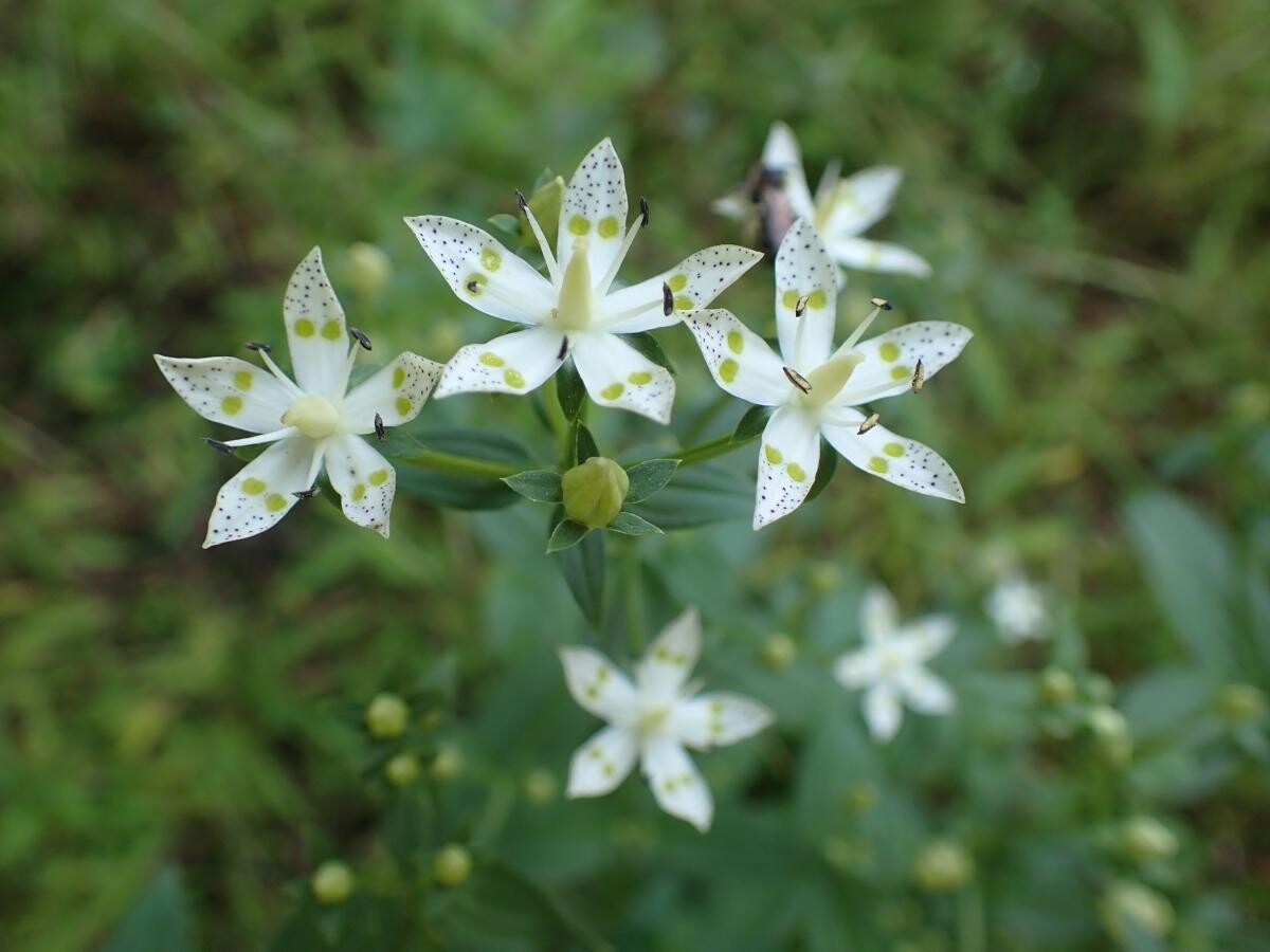 西臼塚 / kumomaさんの富士山の活動データ | YAMAP / ヤマップ