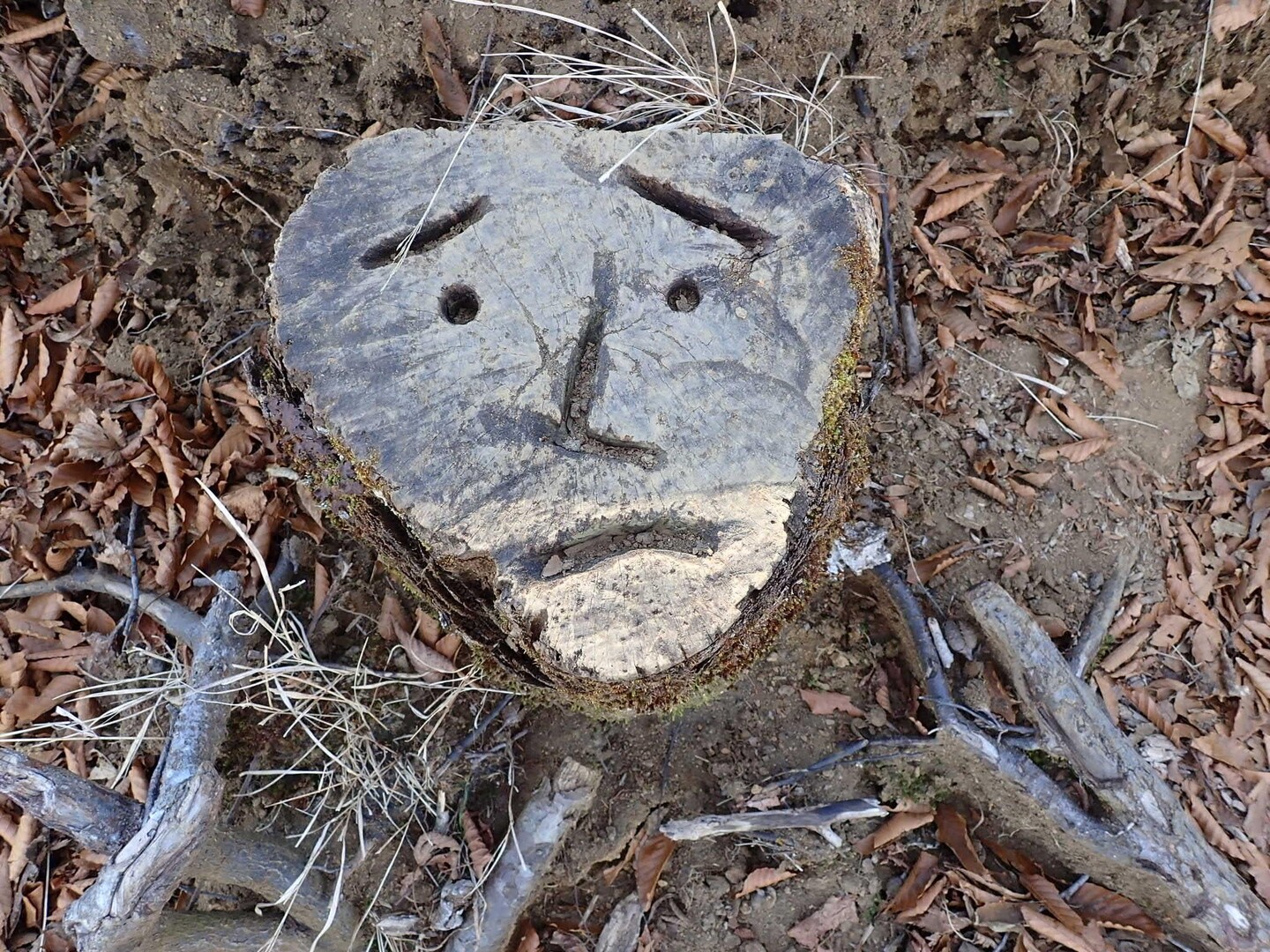 丹沢三峰縦走(大倉BS～三叉路BS) / るーさんさんの塔ノ岳・丹沢山・蛭ヶ岳の活動データ | YAMAP / ヤマップ