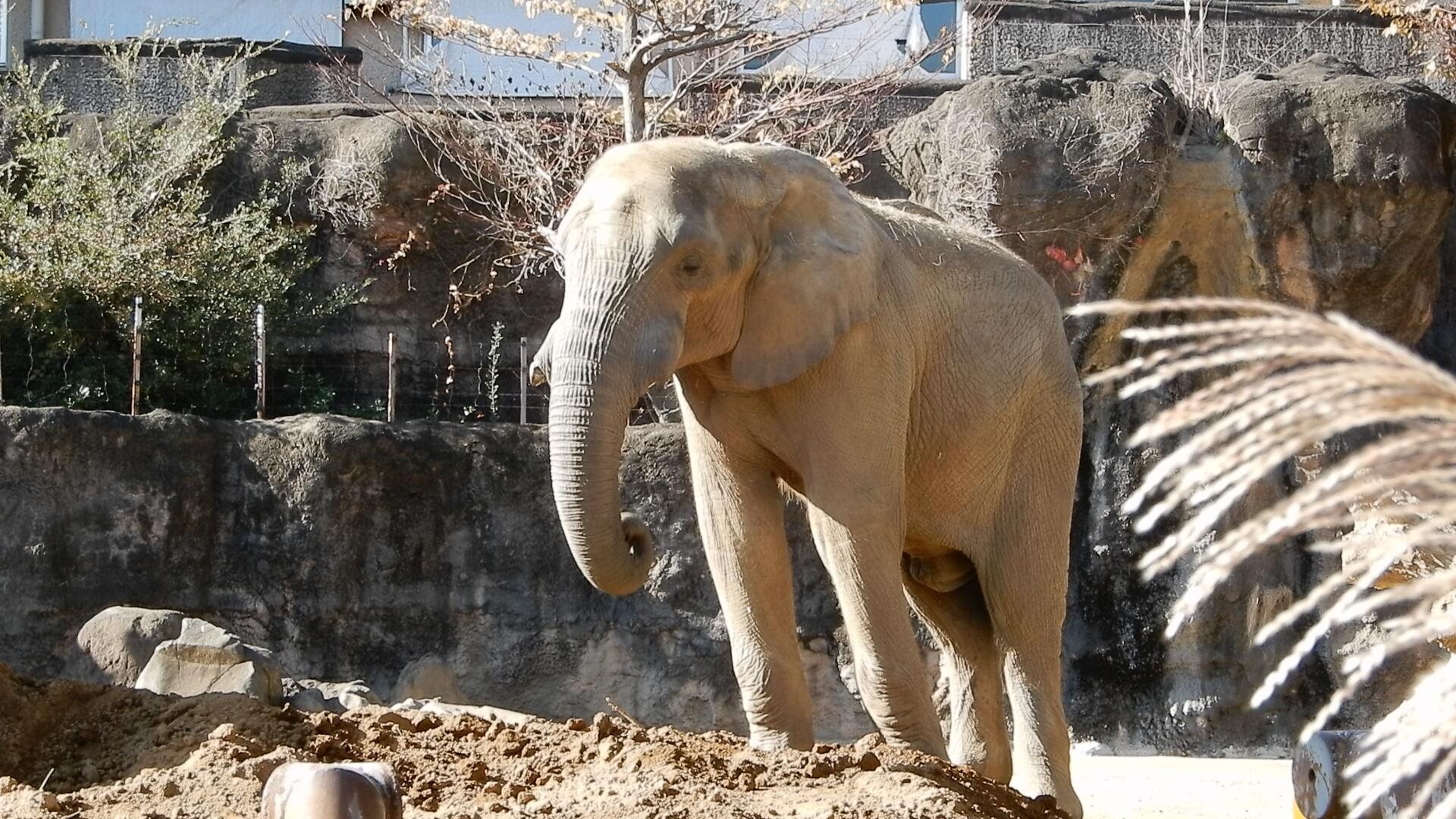 歩数稼ぎに徒歩で多摩ZOO🐘🦒 / まっともさんの八王子市の活動データ | YAMAP / ヤマップ