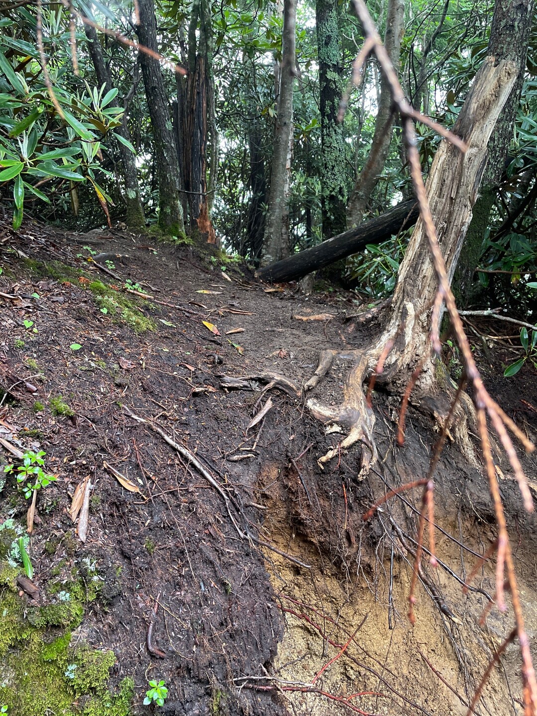 syo-taさんの投稿したフィールドメモ | YAMAP / ヤマップ