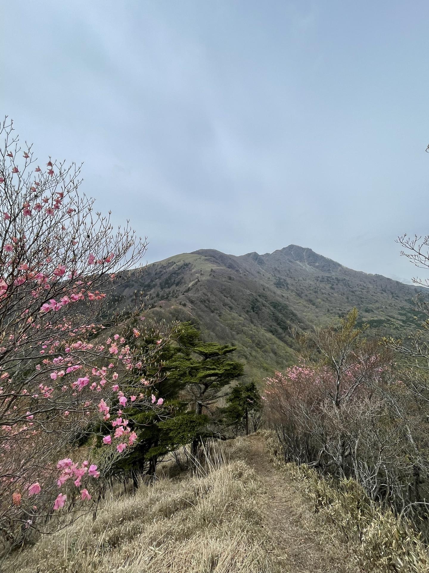 獅子舞の鼻へ‥ / Rei.hさんの笹ヶ峰・寒風山・平家平の活動データ | YAMAP / ヤマップ