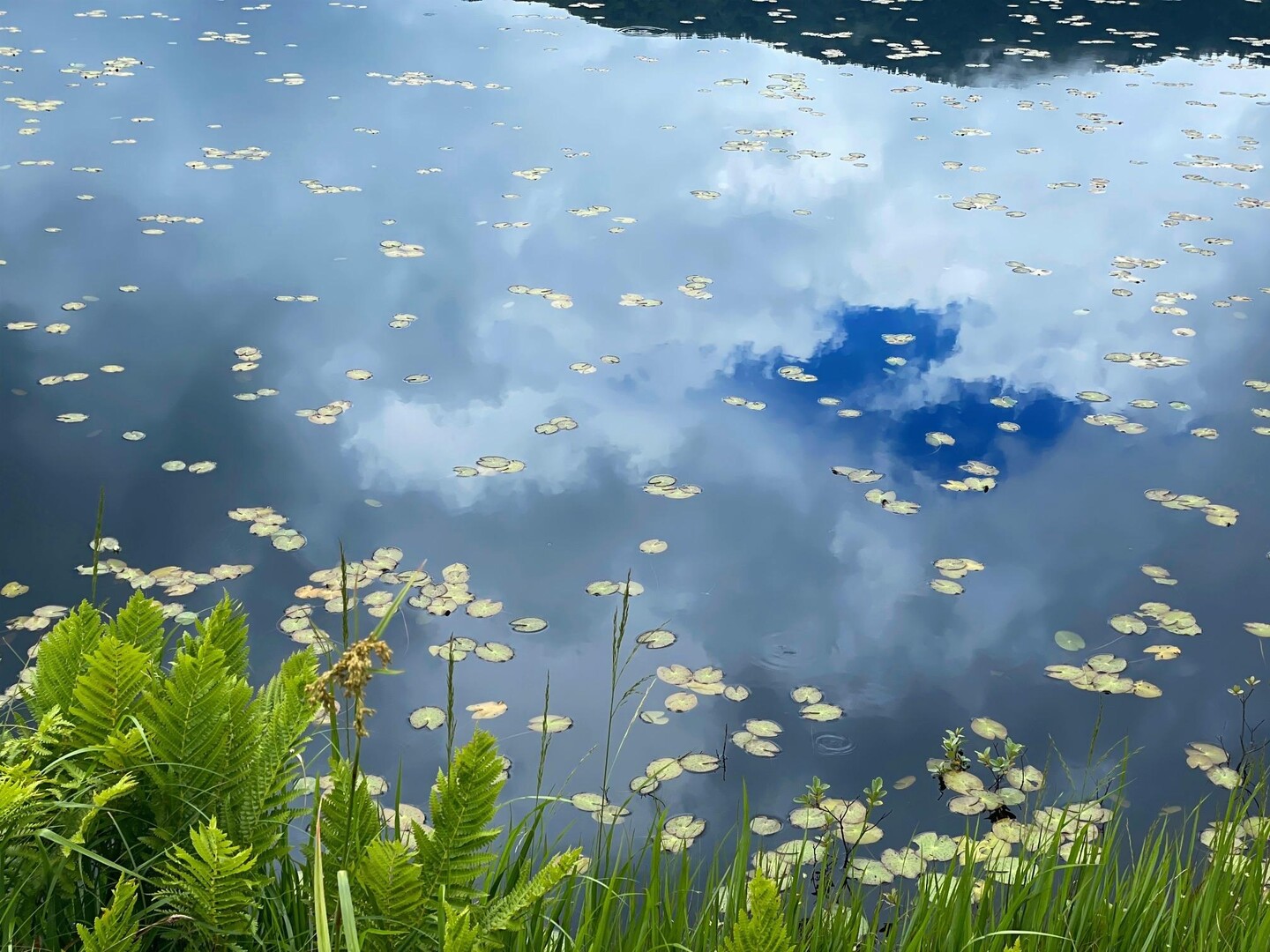 尾瀬 雨情百景 / watsonさんの尾瀬・燧ヶ岳の活動データ | YAMAP / ヤマップ