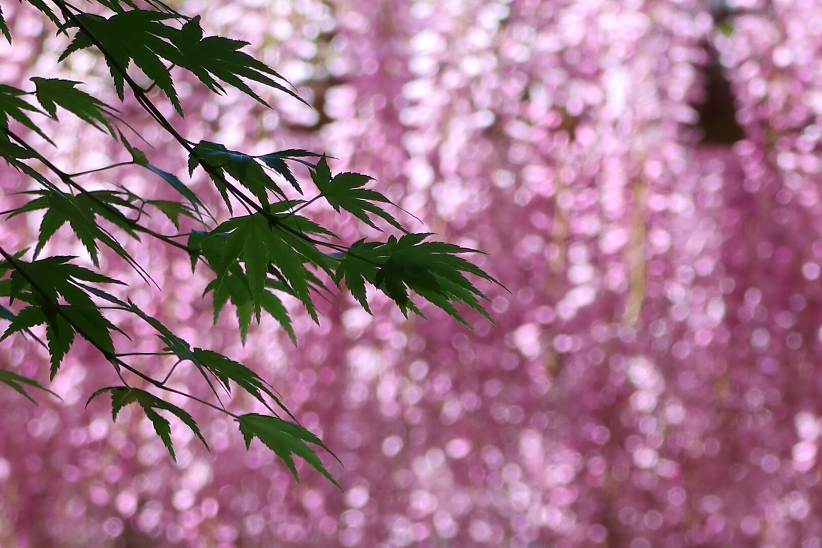 DOMO稼ぎでドーモすいません。 / k3さんのウォーキングの活動データ | YAMAP / ヤマップ