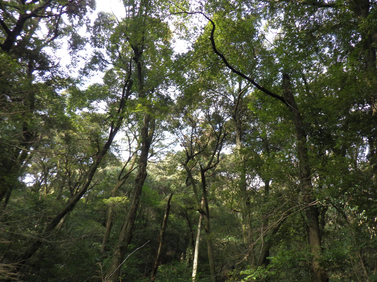 金華山・岩戸山 / takurockさんの登山の活動データ | YAMAP / ヤマップ