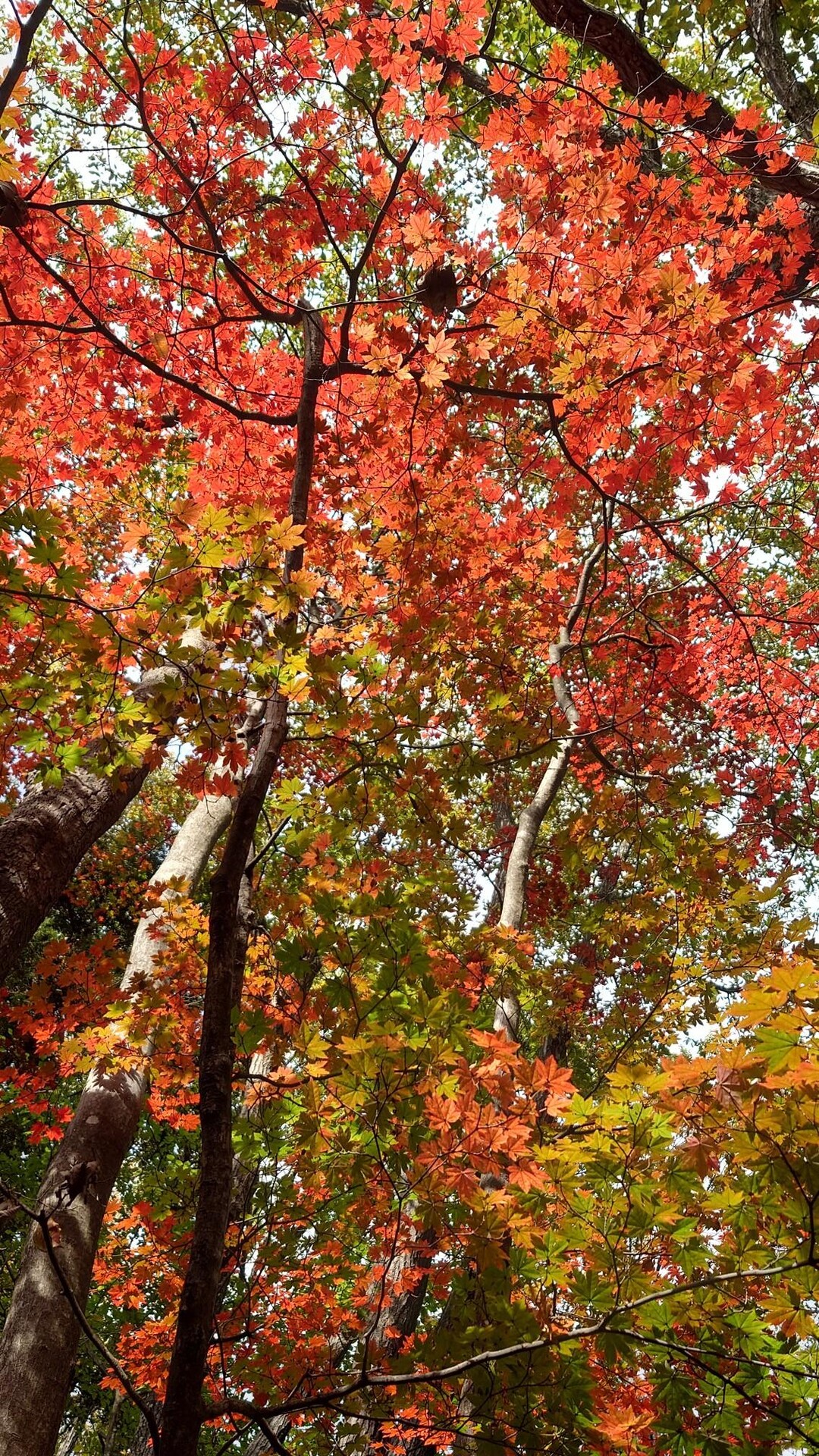 棒ノ嶺（棒ノ折山）・岩茸石山・惣岳山 / aaa521さんの棒ノ折山（棒ノ嶺）の活動データ | YAMAP / ヤマップ
