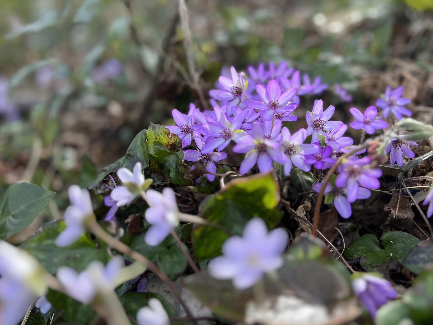 春爛漫🌸角田山☺️ / yukaさんの角田山の活動データ | YAMAP / ヤマップ