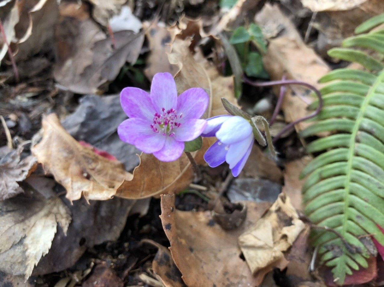 憩いの森🌳でふるさと再発見👍 / Cocoさんの小松市の活動データ | YAMAP / ヤマップ