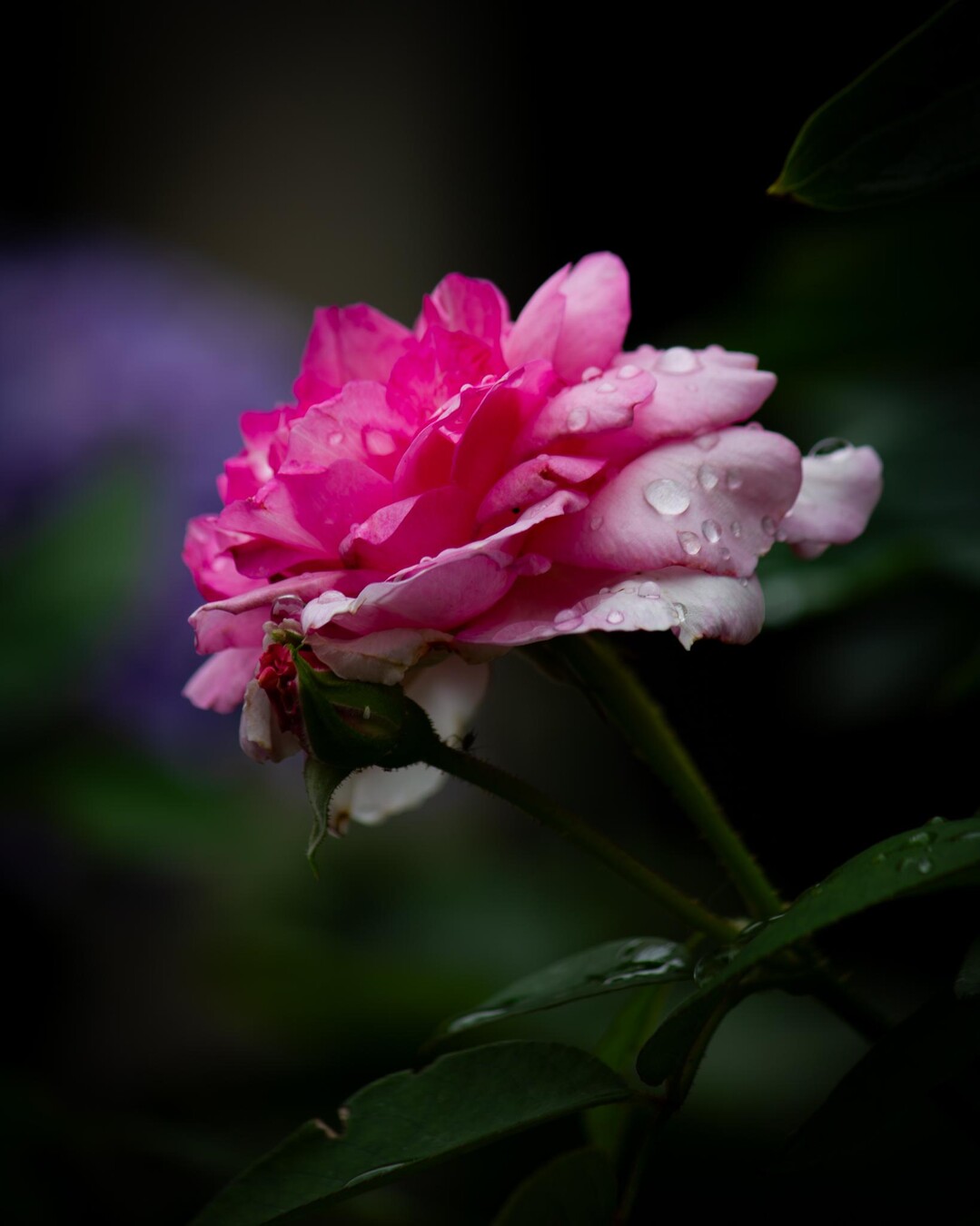 感謝。 濃いピンクの薔薇。 上品で可憐... / stripeさんのモーメント | YAMAP / ヤマップ