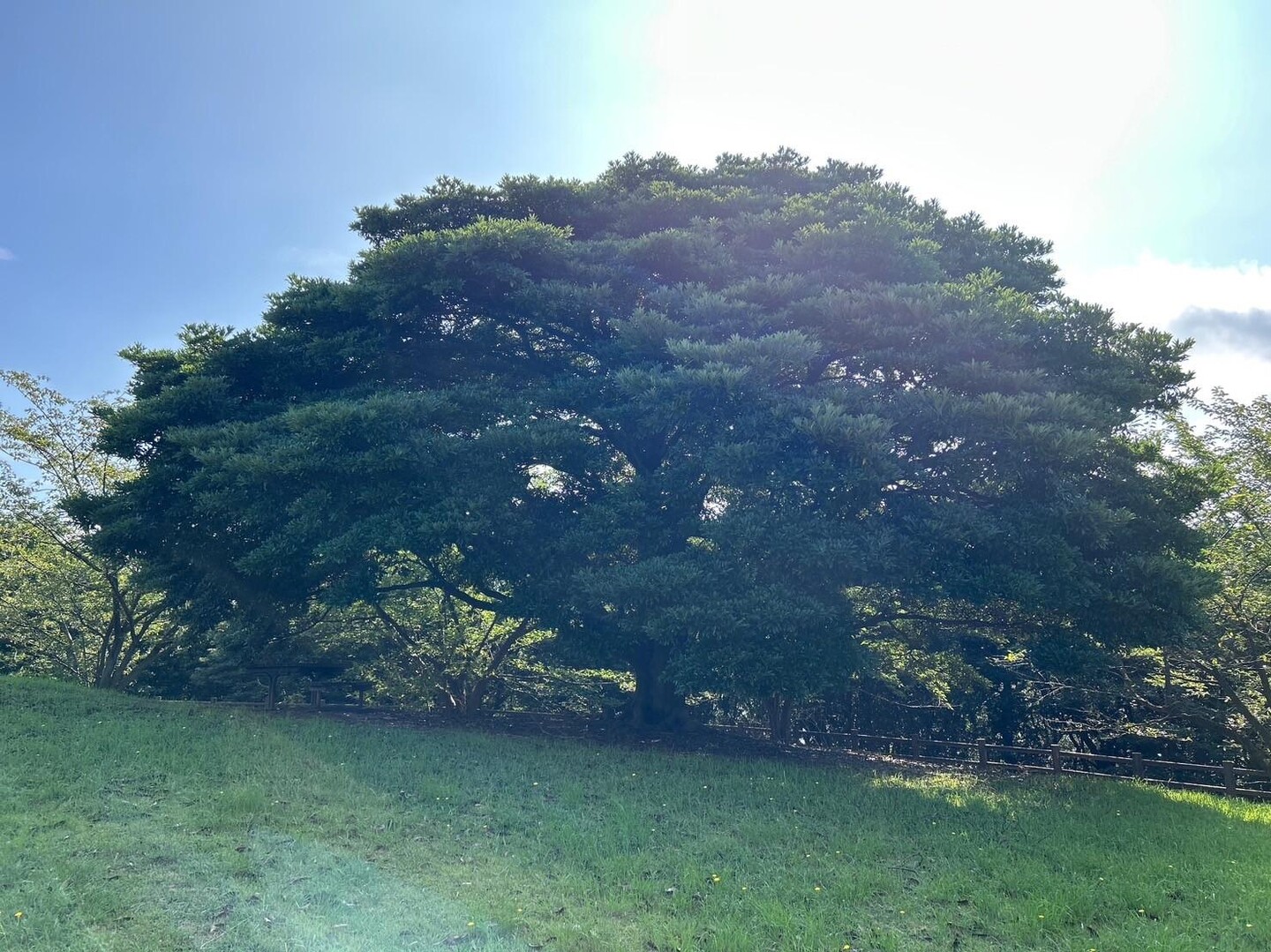 田の首山 プチ登山Vo.11 / 目指せ‼️登山王🗻 匡‼️さんの彦島の活動データ | YAMAP / ヤマップ
