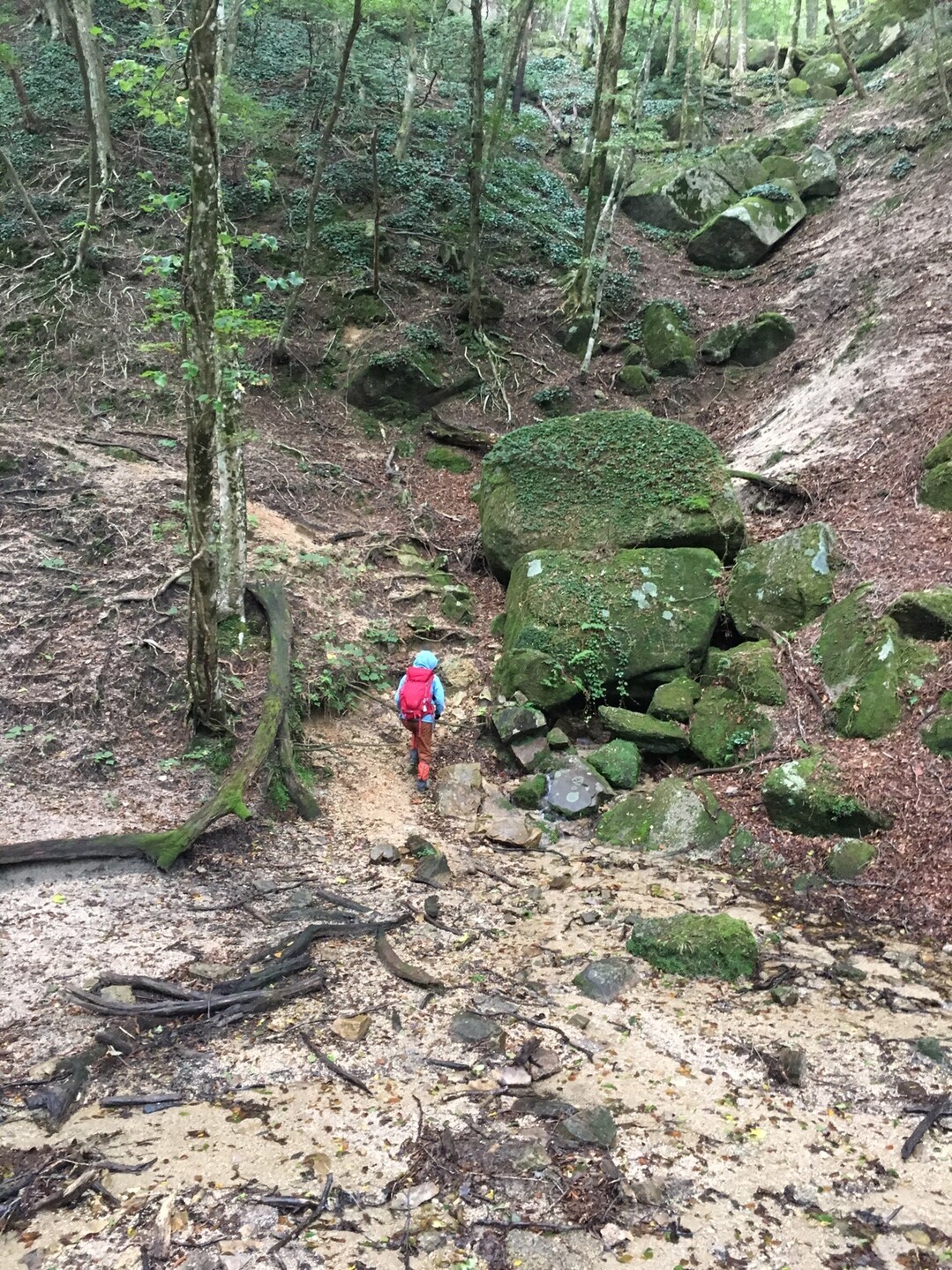 ブナ清水 雨に降られてハライドは諦める。 / rokoさんの釈迦ヶ岳の活動データ | YAMAP / ヤマップ
