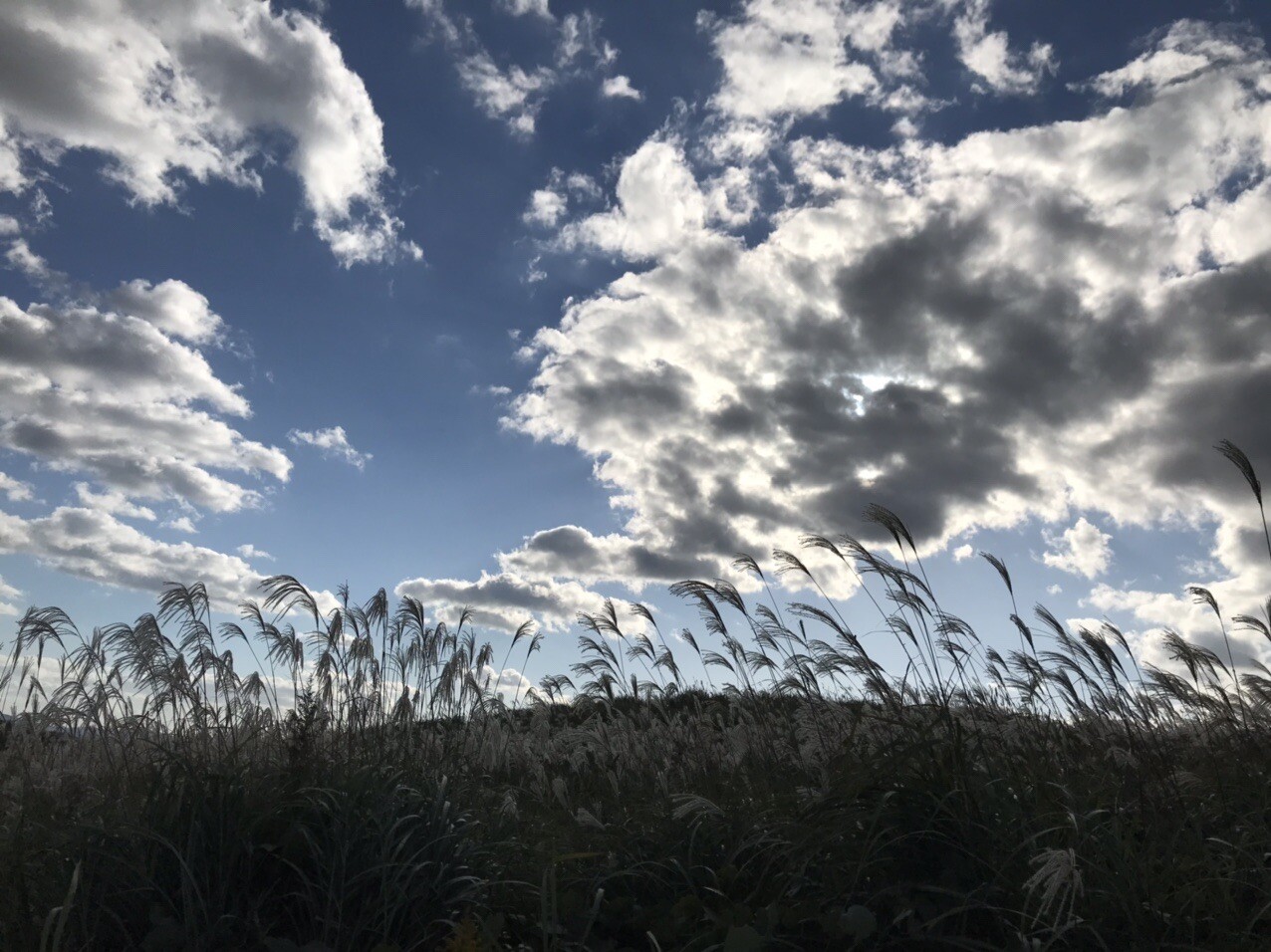 秋吉台 / chobeeさんの秋吉台の活動データ | YAMAP / ヤマップ